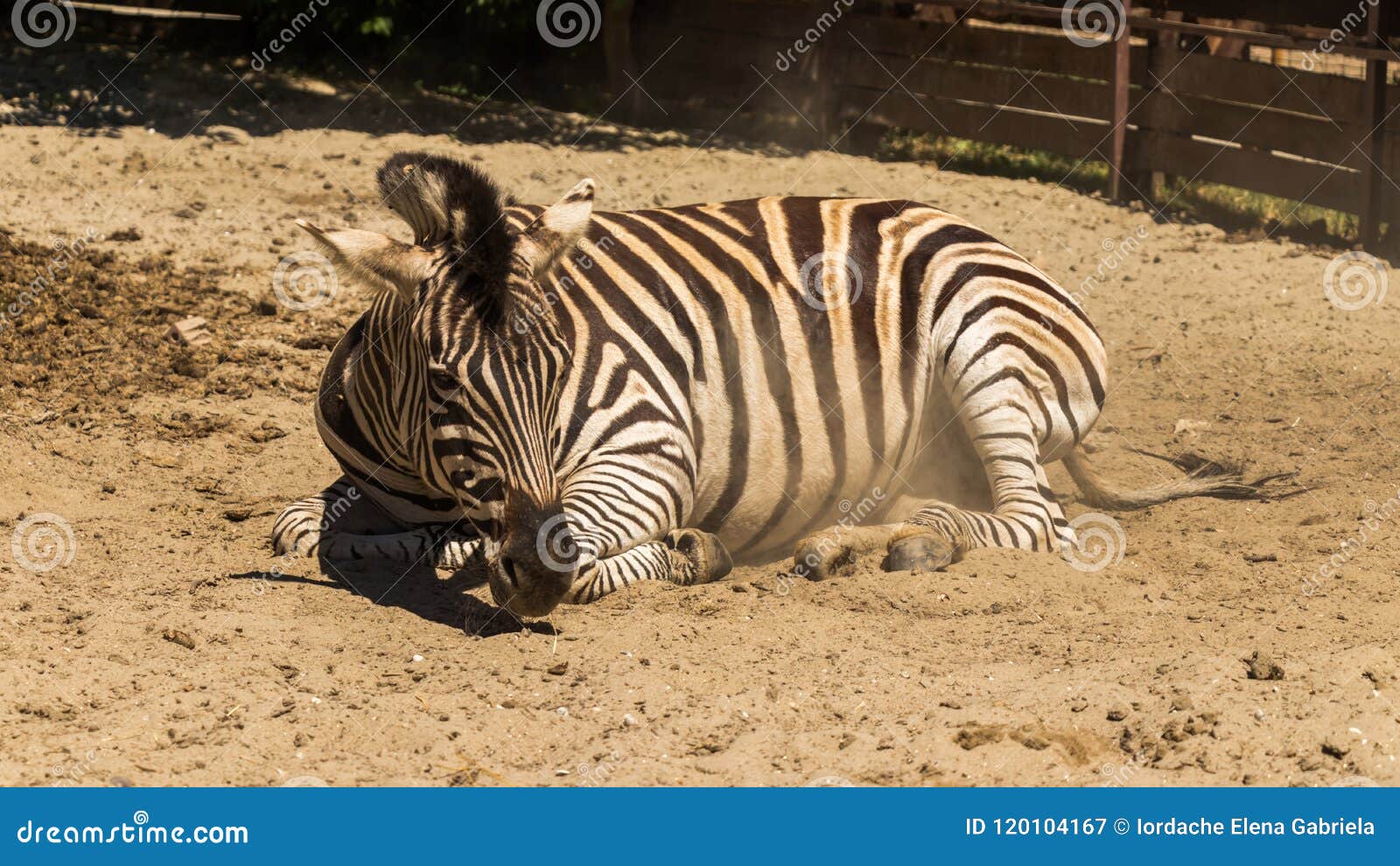 An adult zebra sit stock image. Image of mammal, black - 120104167