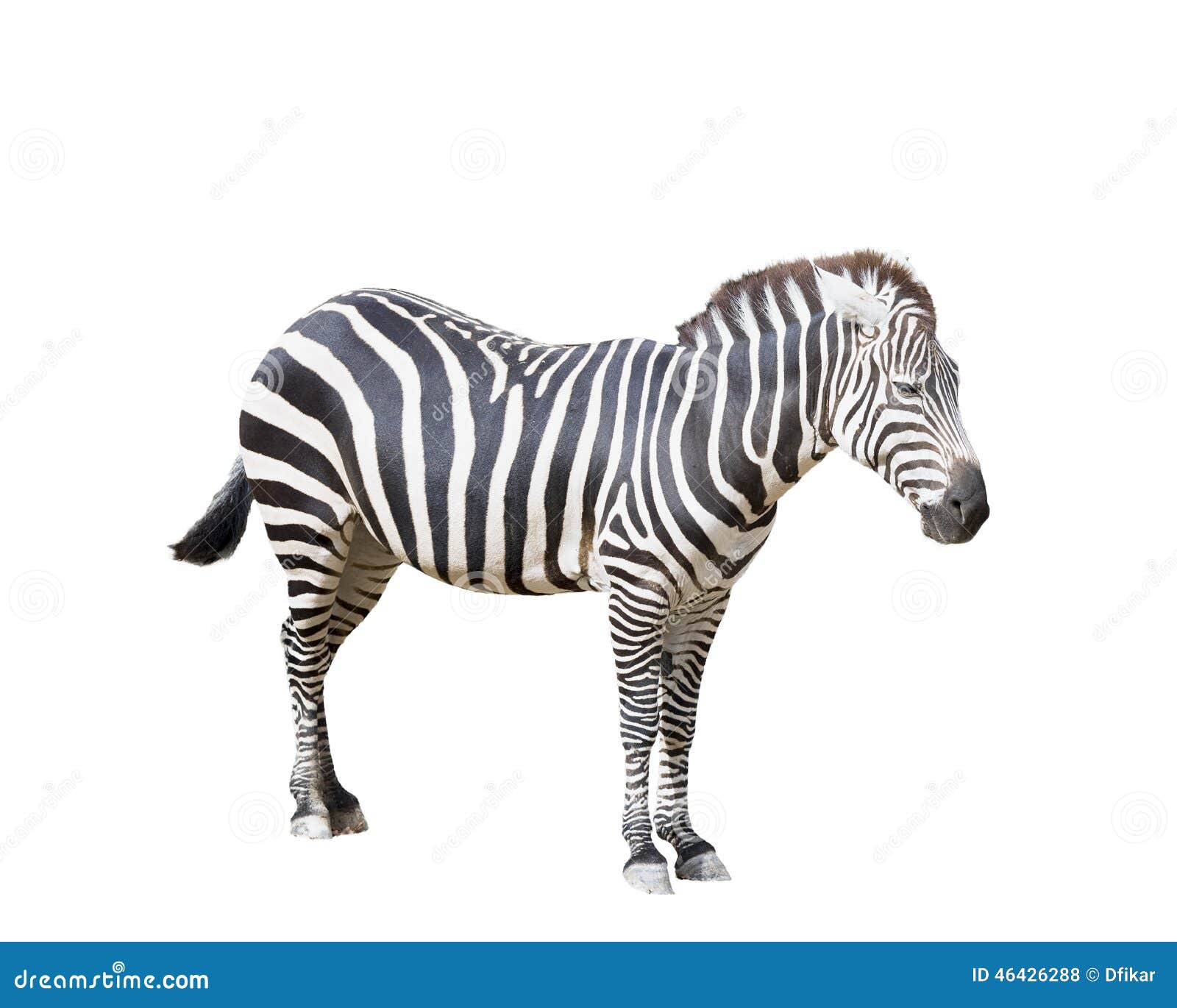 Adult Zebra on White stock photo. Image of striped, isolated - 46426288