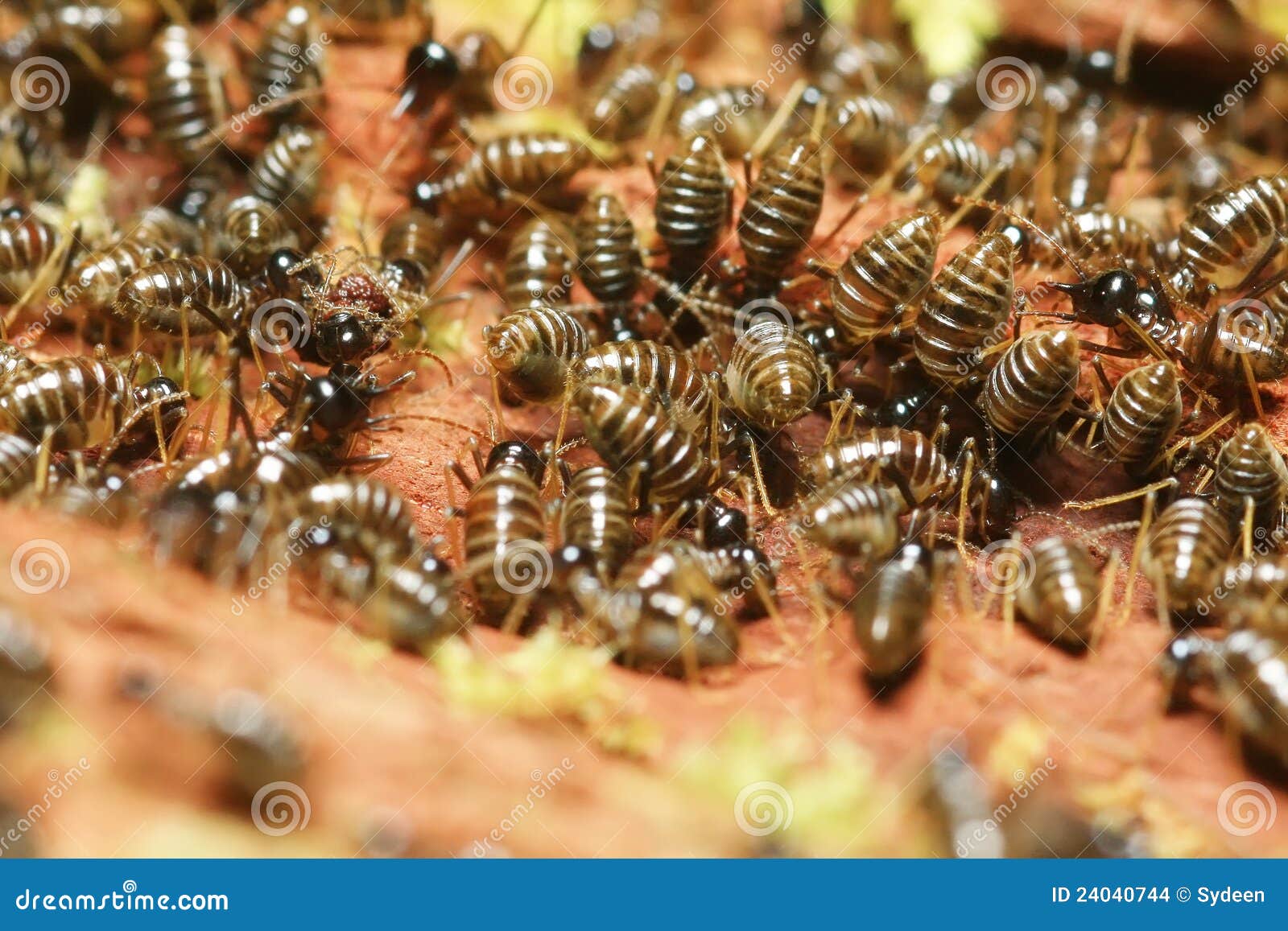 Adulto delle termiti fotografia stock. Immagine di distruzione - 24040744