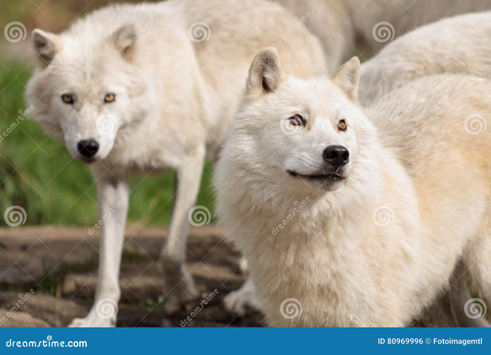 Adults arctic wolves stock photo. Image of nature, carnivore - 80969996