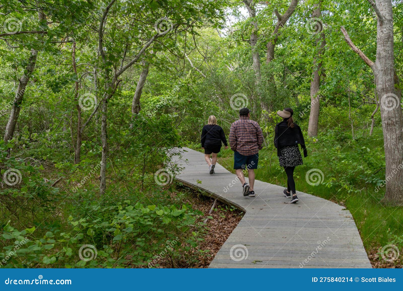 Adults Walking on Catwalk during Afternoon Hike in Cape Cod, MA ...