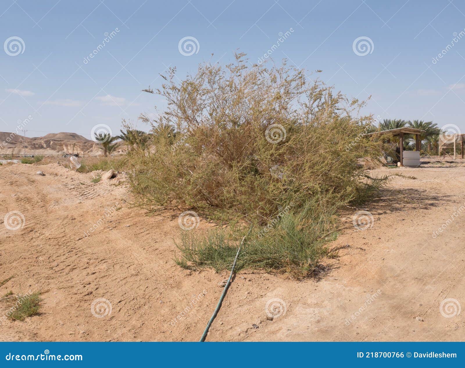 Advanced Agriculture in Desert, Drip Irrigation Stock Photo - Image of ...