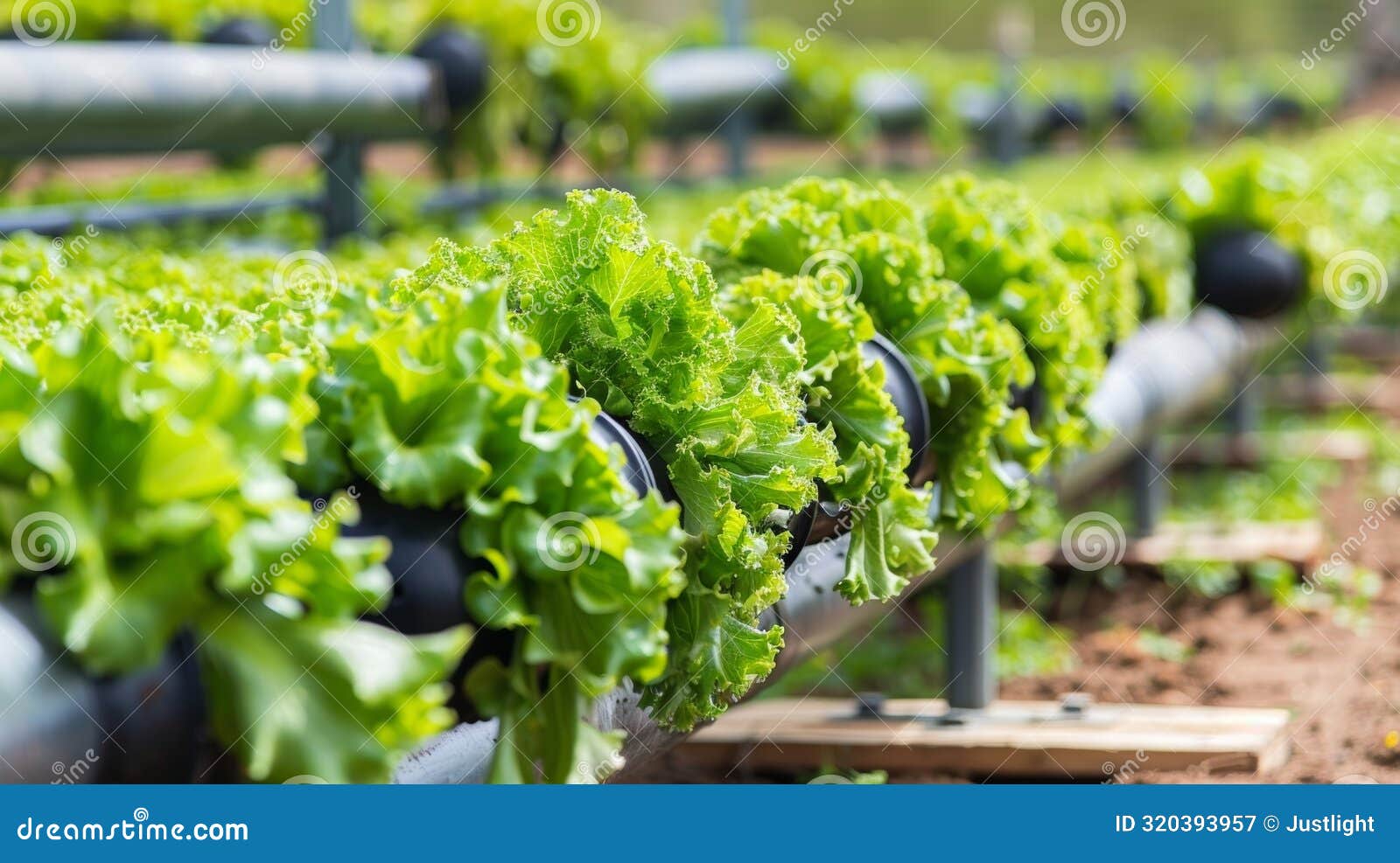 Advanced Autonomous Robots Navigate through a Maze of Hydroponic ...