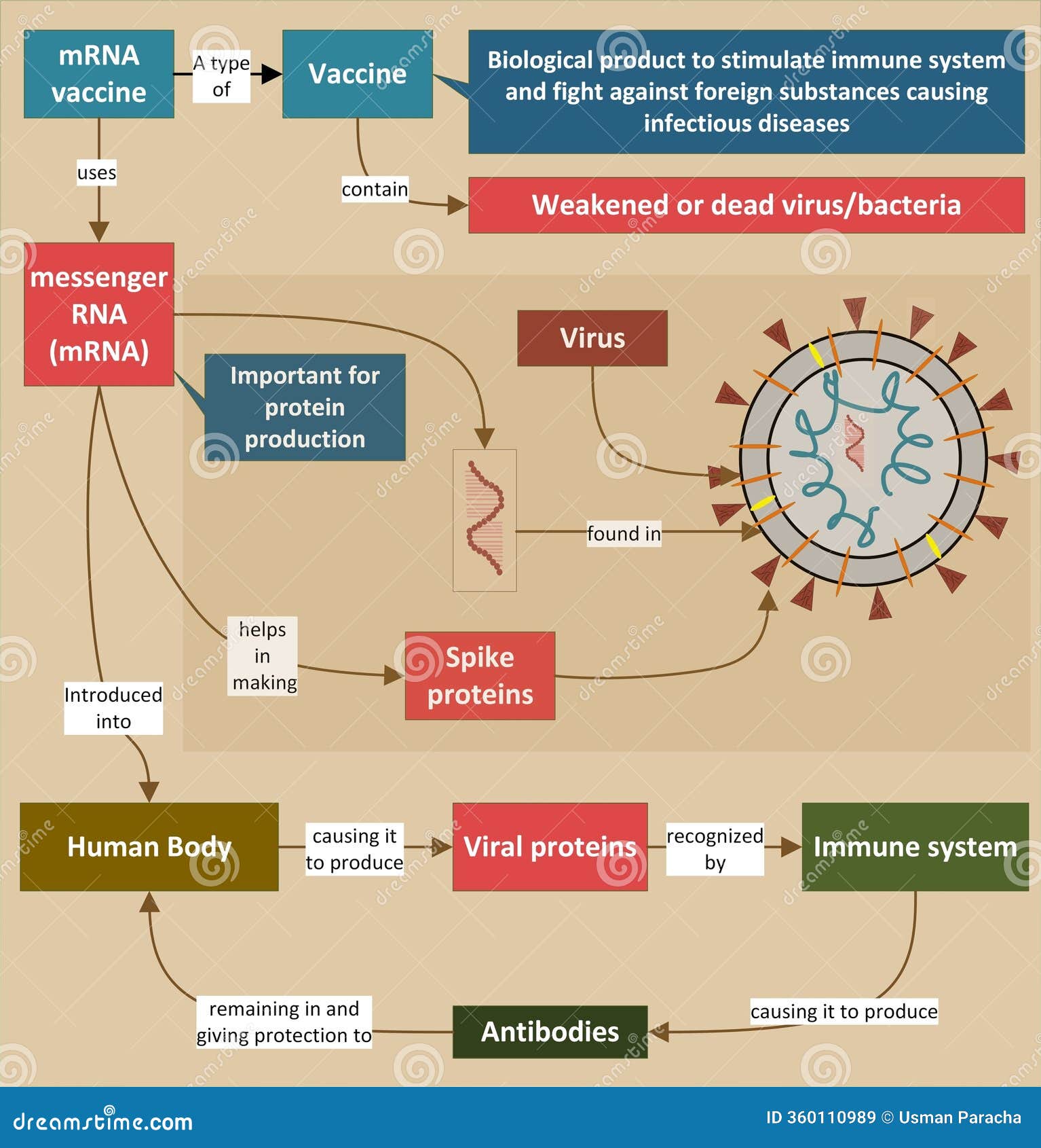 Advanced Pharmaceutical Sciences - an Introduction To MRNA Vaccine ...
