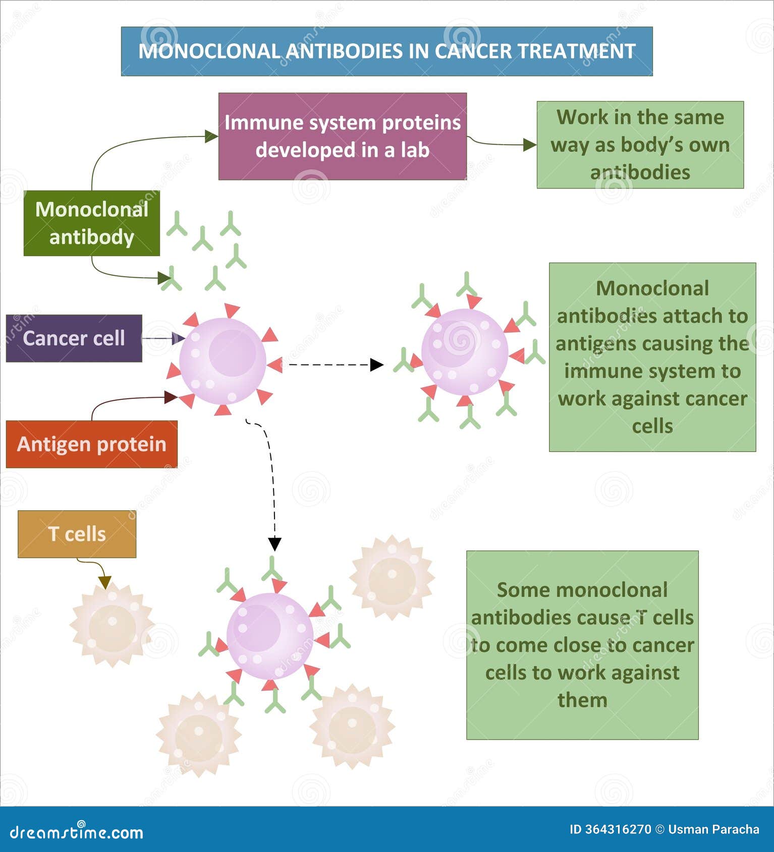 Monoclonal Antibodies (Adalimumab) - Isometric View 3d Illustration ...