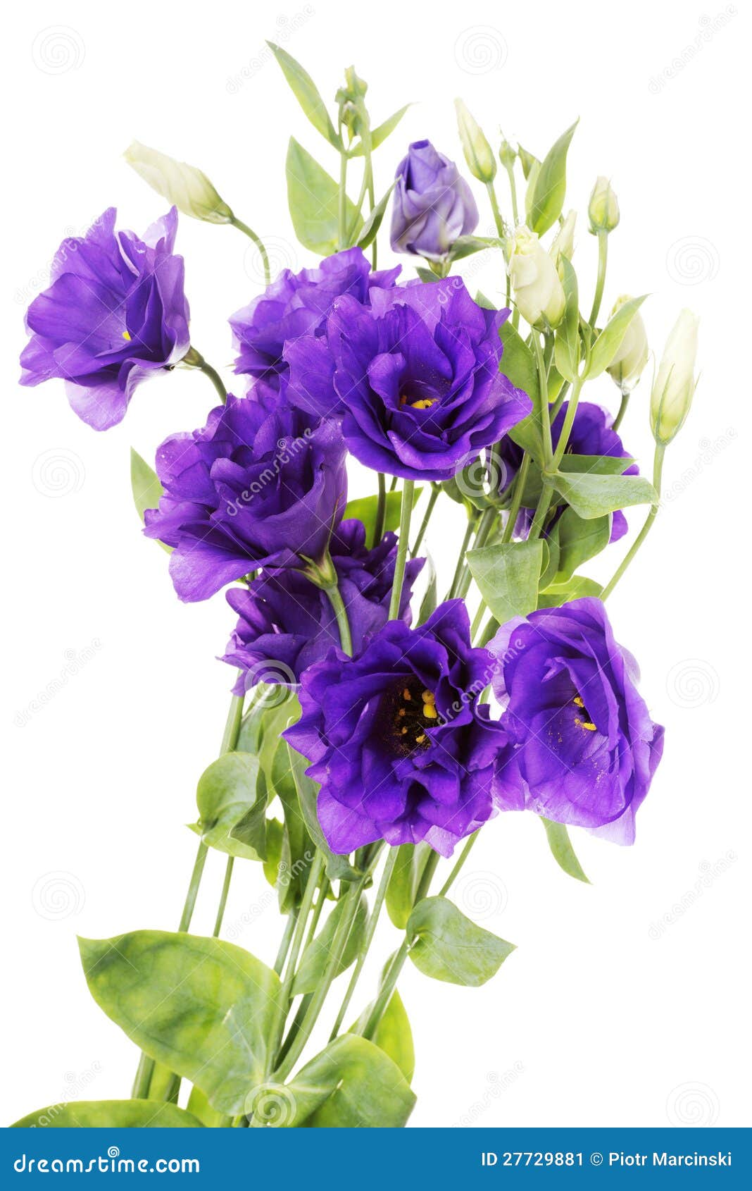 Advantage Purple Flower Eustoma Stock Image - Image: 27729881