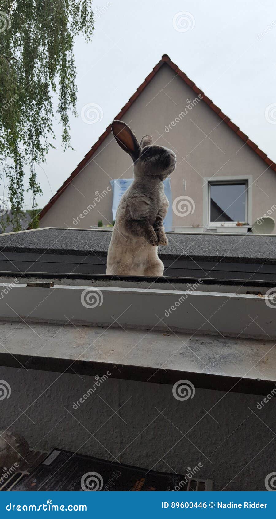 Adventure Rabbit stock photo. Image of rabbit, little - 89600446