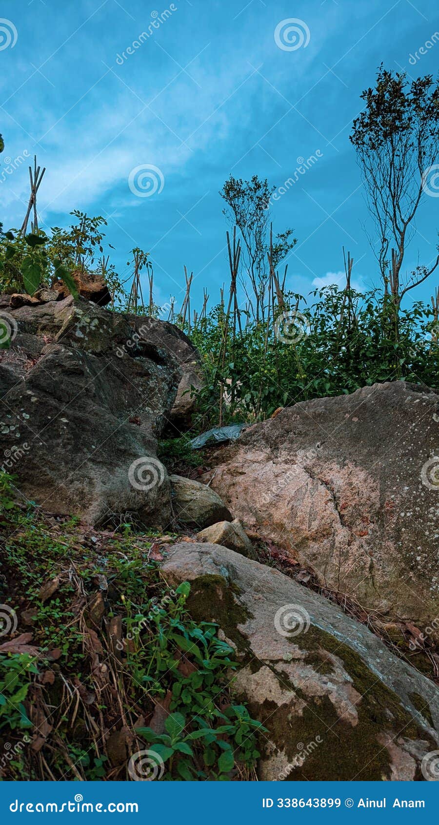 Adventure - Rock in the Middle of the Jungle Stock Image - Image of ...