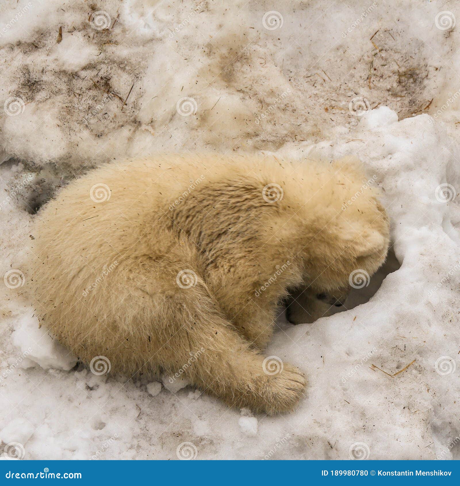 Adventures of a Bear Cub Named Rostik. Stock Photo - Image of rostik ...