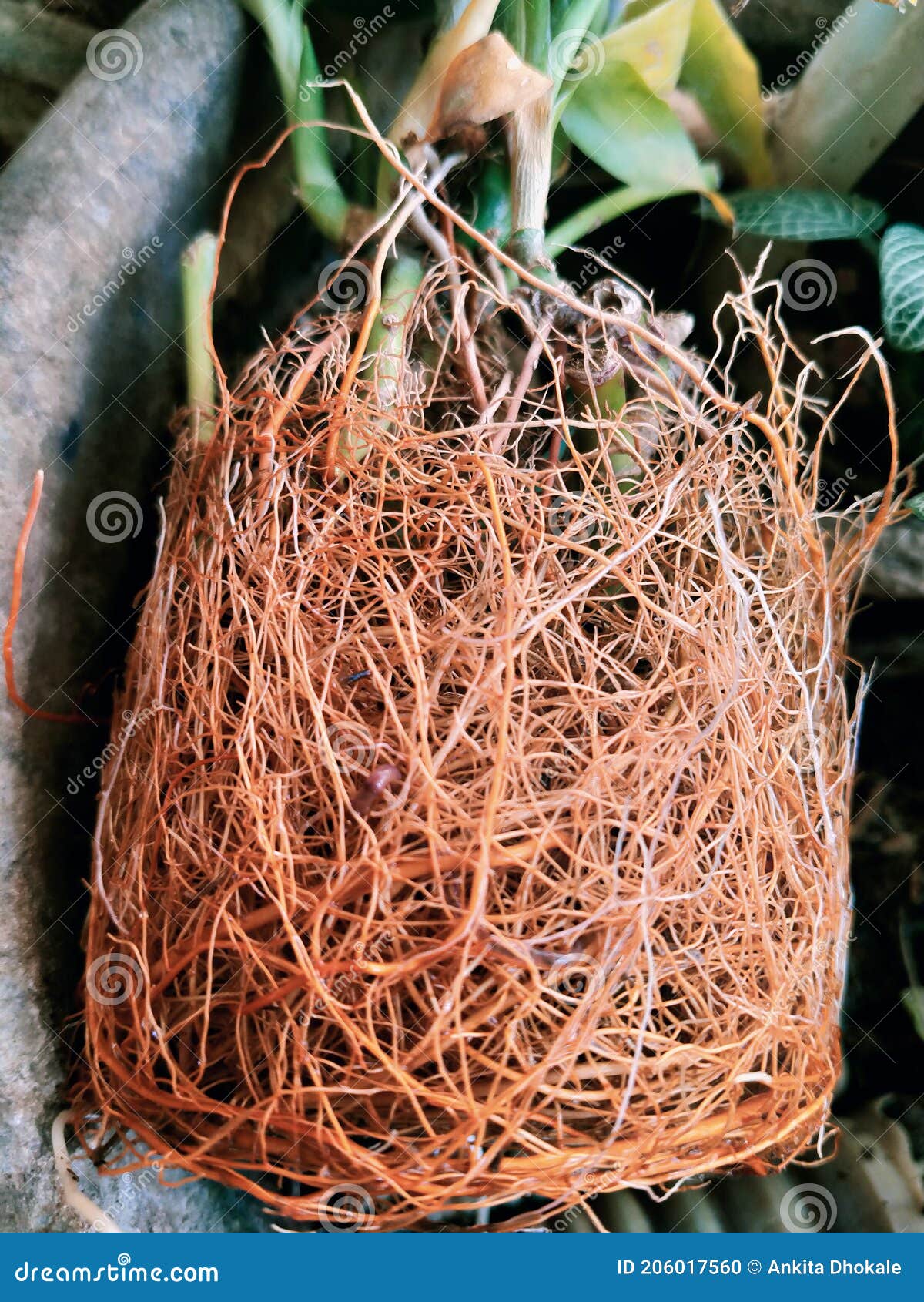 Adventures Root Plant Roots Science Botony Stock Photo - Image of ...