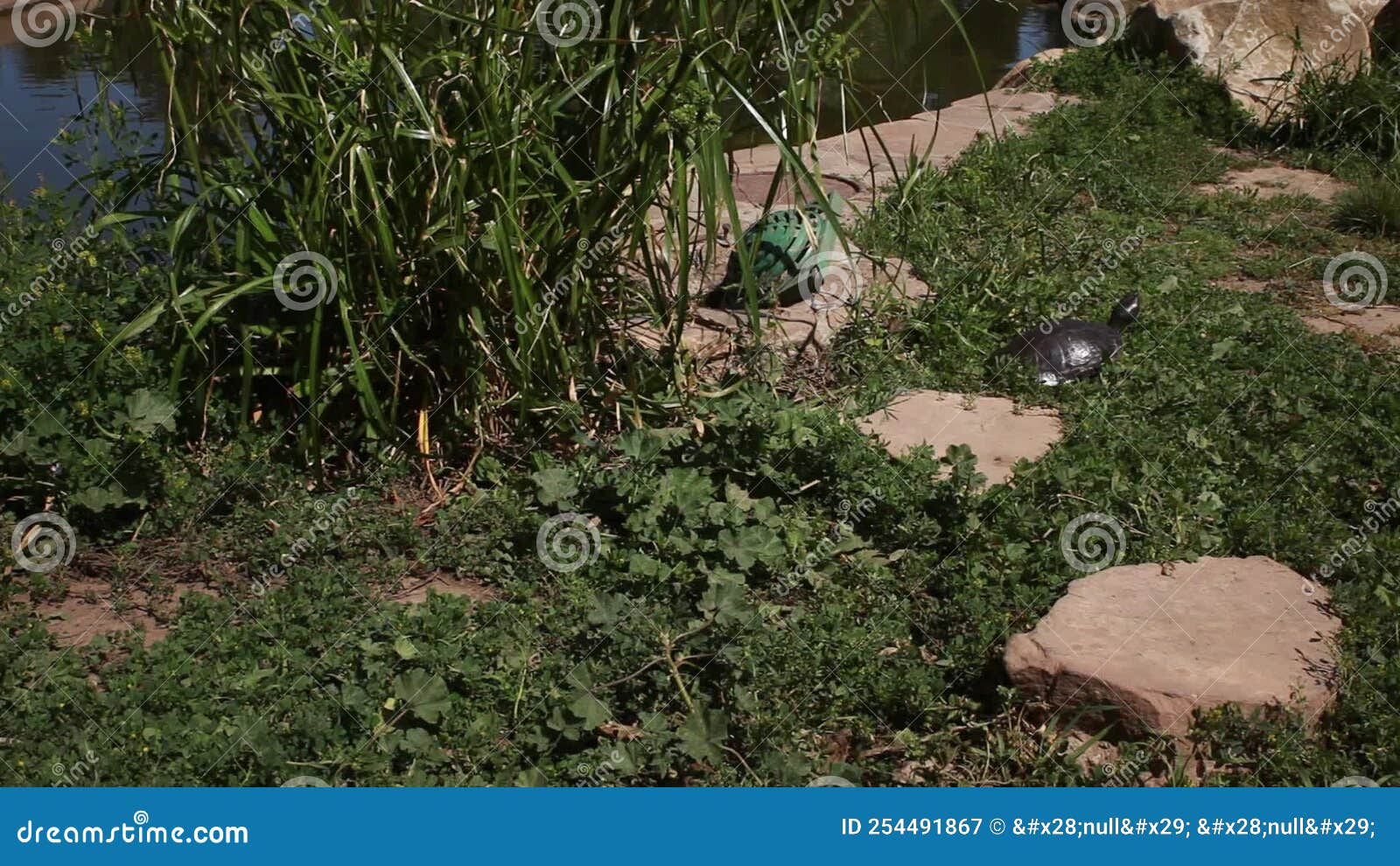 Adventurous Turtle Breaks the Bounds of What is Acceptable Behavior for ...