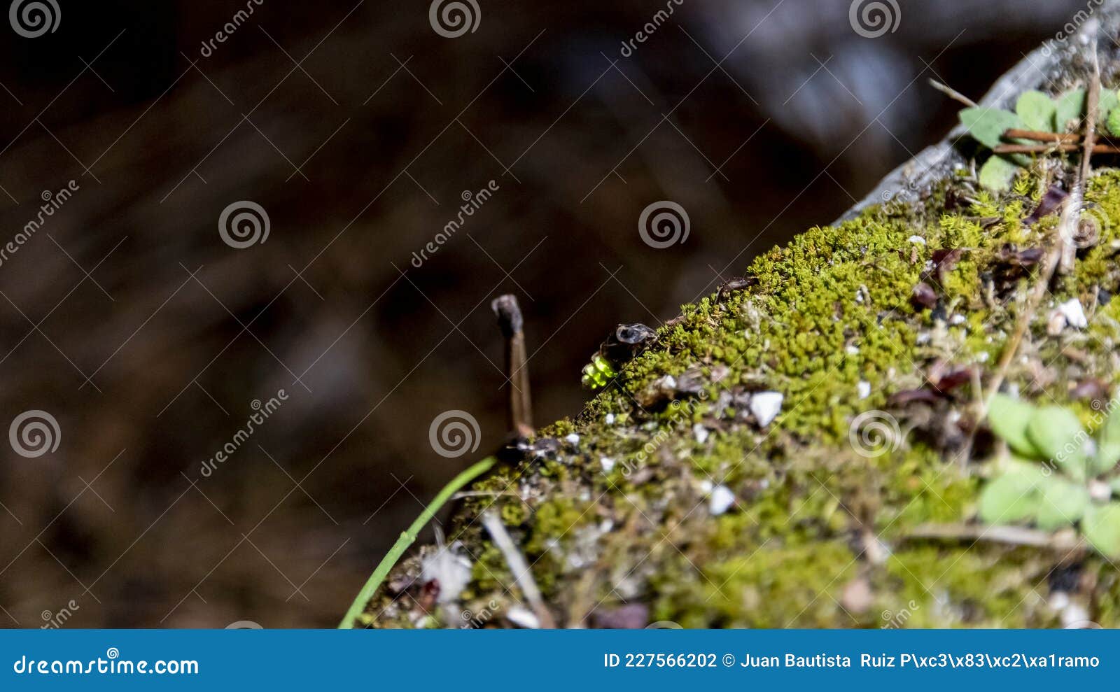 Adverse Effects of Light Pollution, Insects Such As Fireflies are ...