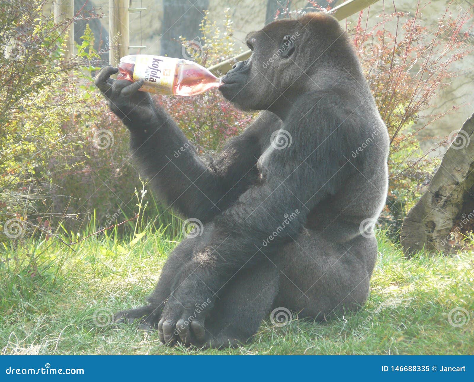 Advertisement of a Drink by Gorilla Stock Image - Image of summer ...