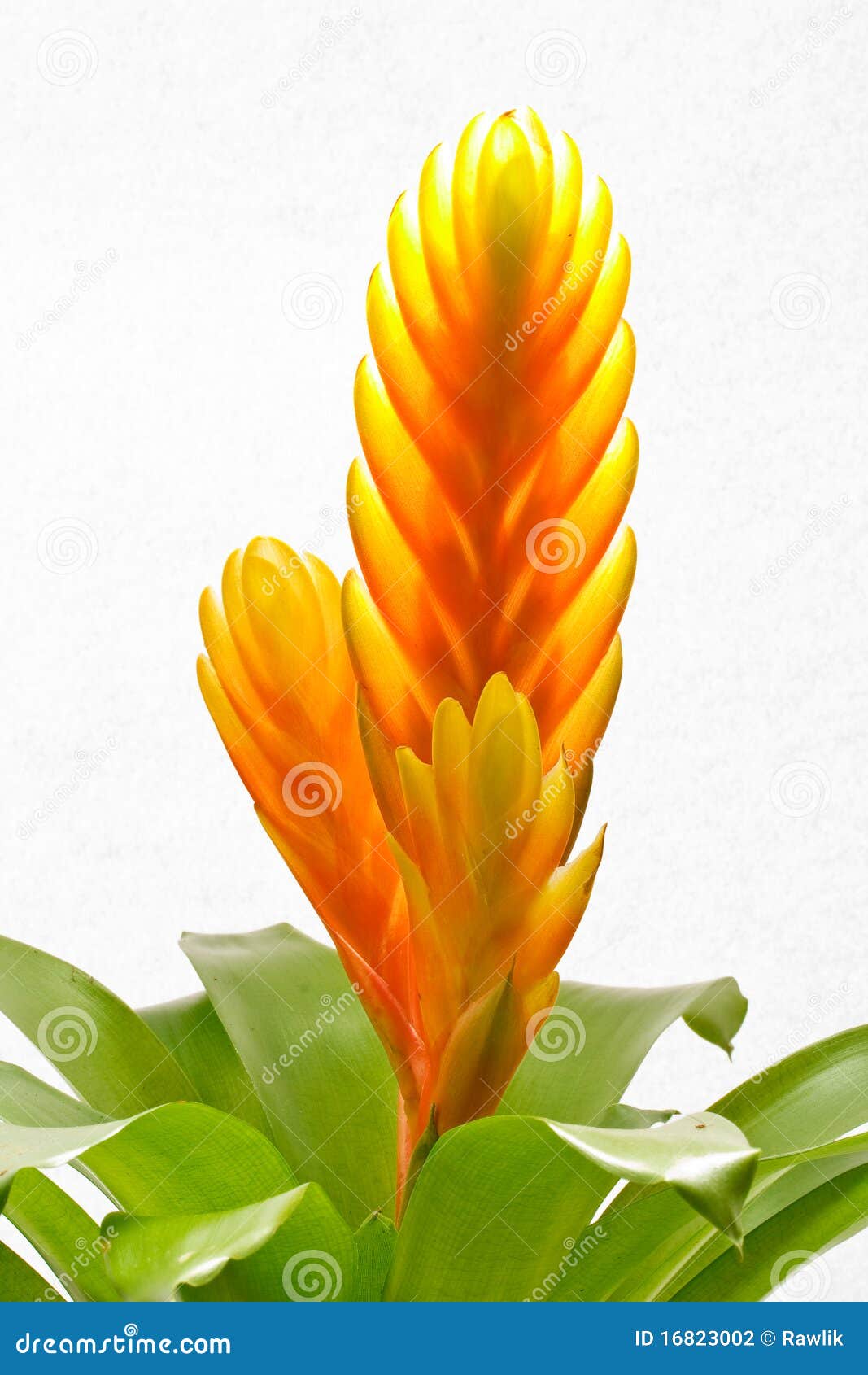 Aechmea stock photo. Image of gift, flora, blue, house - 16823002