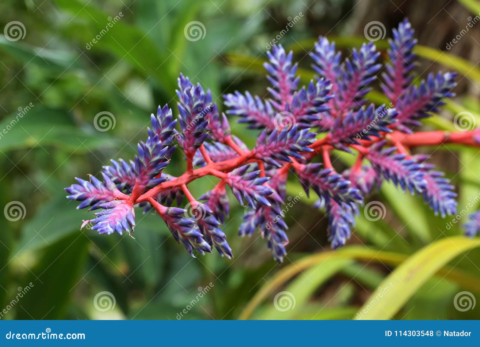 Aechmea Blue Tango Bromeliad Flower Stock Photo - Image of bromeliaceae ...