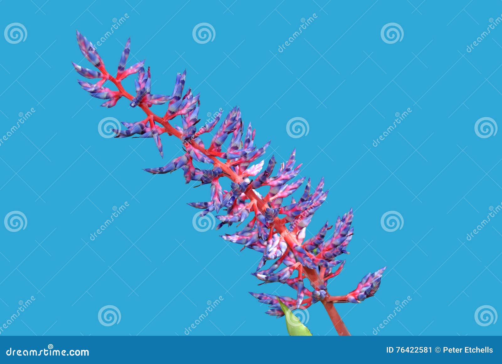 Aechmea Blue Tango flower stock image. Image of florida - 76422581