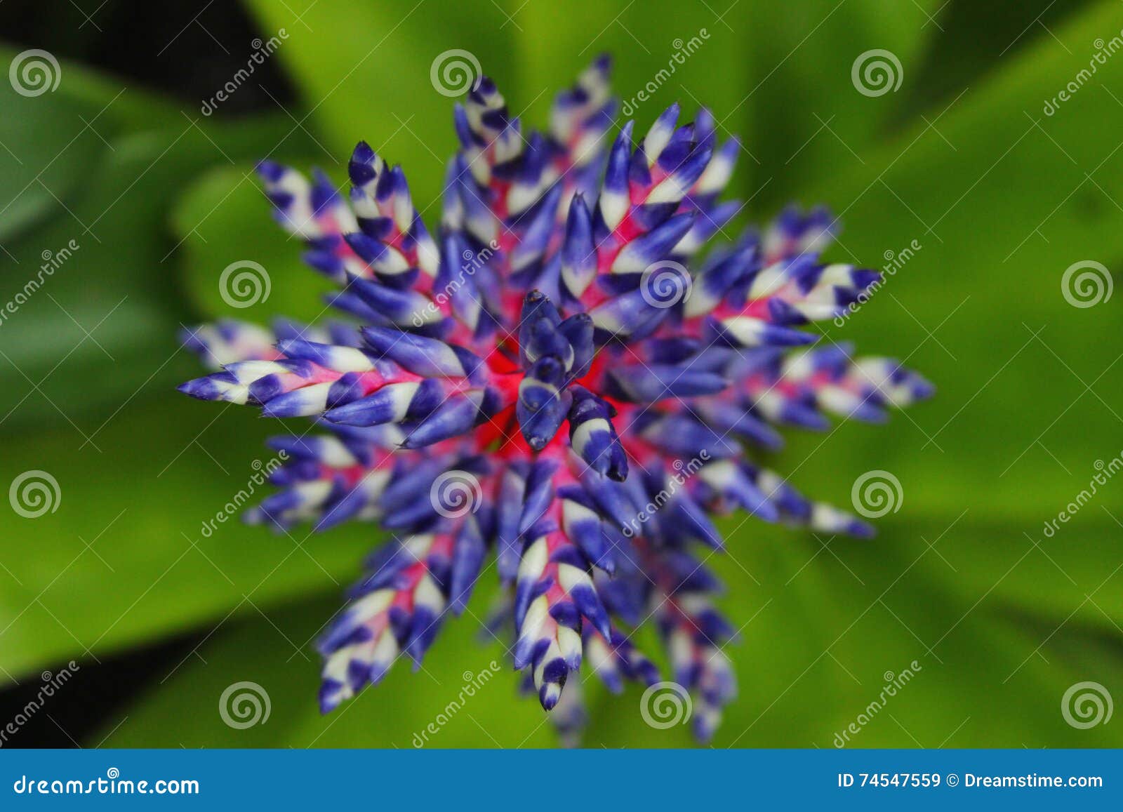 Aechmea Blue Tango Flower stock image. Image of flower - 74547559