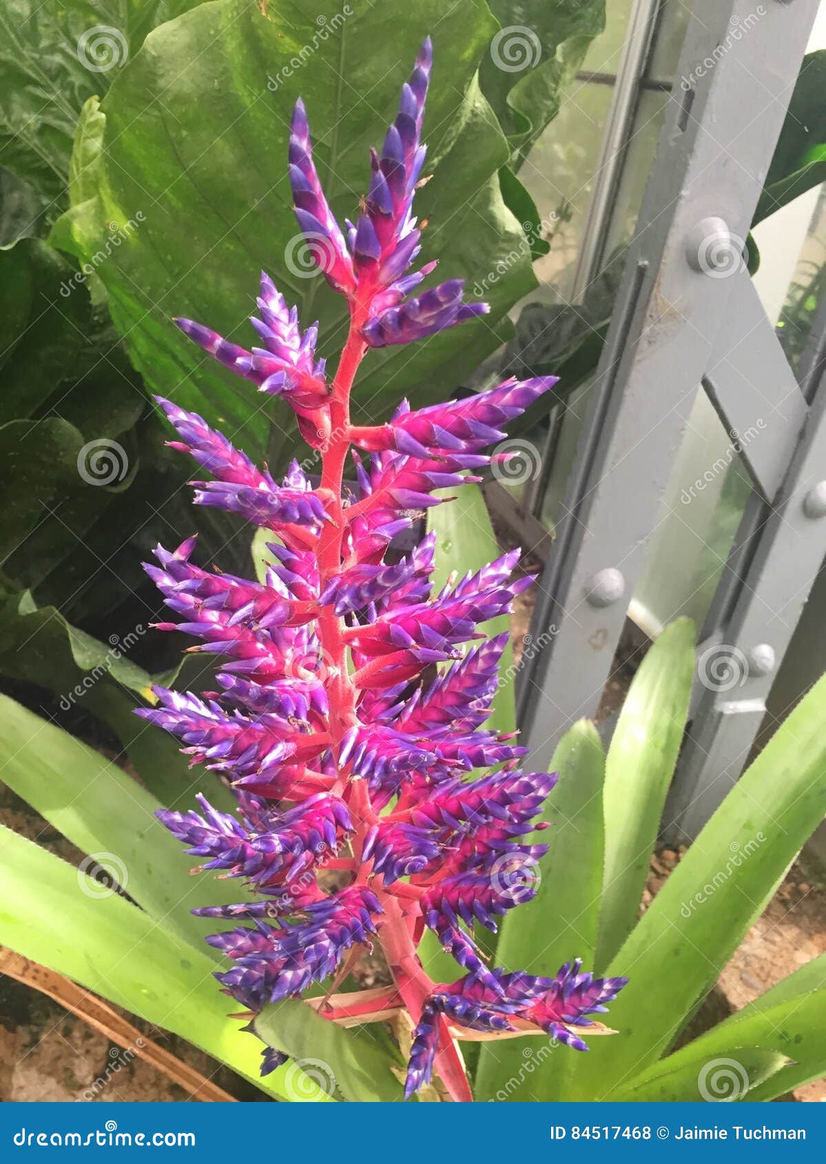 Aechmea Blue Tango stock photo. Image of bromeliaceae - 84517468