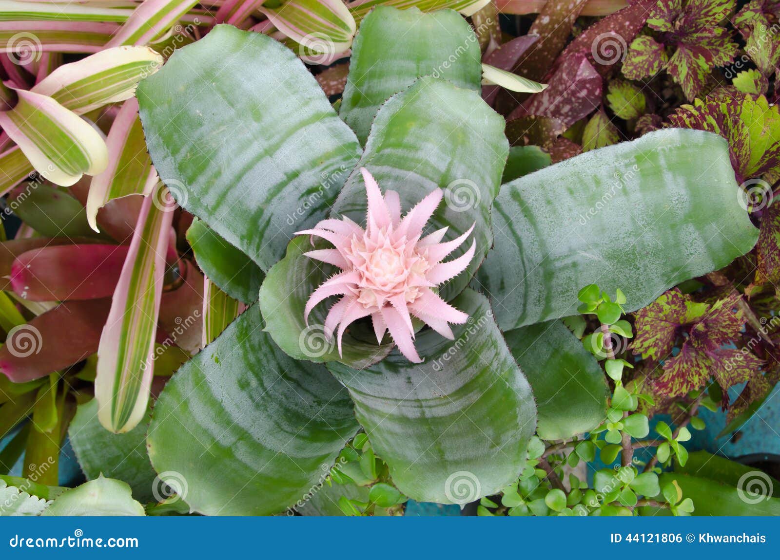 Aechmea fasciata stock photo. Image of florida, house - 44121806