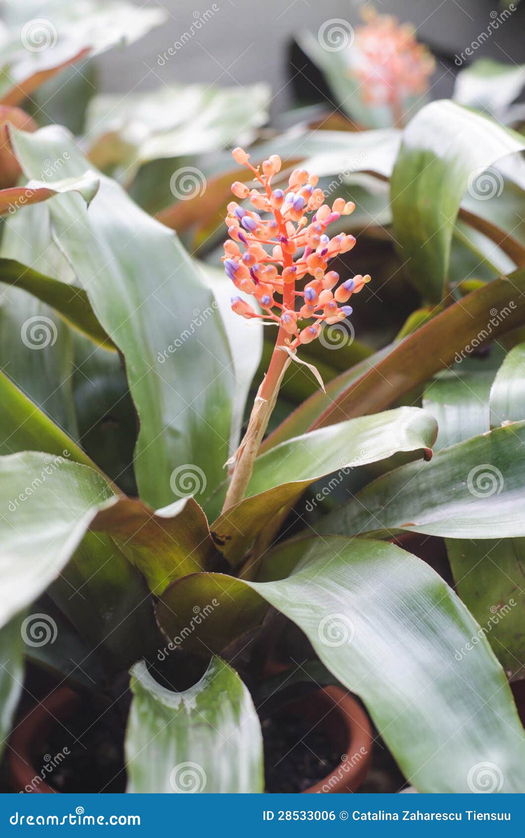 Aechmea fulgens stock photo. Image of epiphytes, bromeliad - 28533006