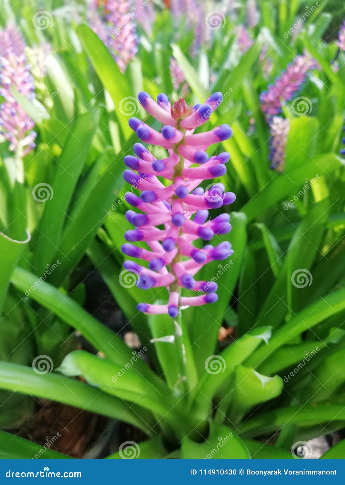 Aechmea gamosepala stock photo. Image of summer, gamosepala - 114910430