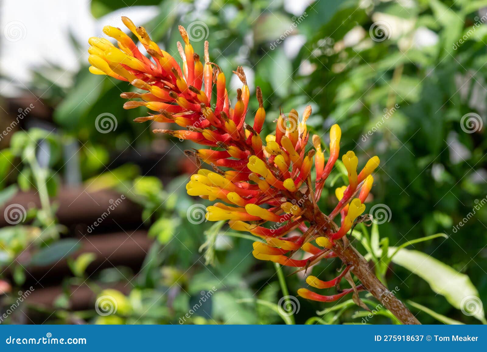 Aechmea winkleri stock image. Image of fresh, bromeliaceae - 275918637