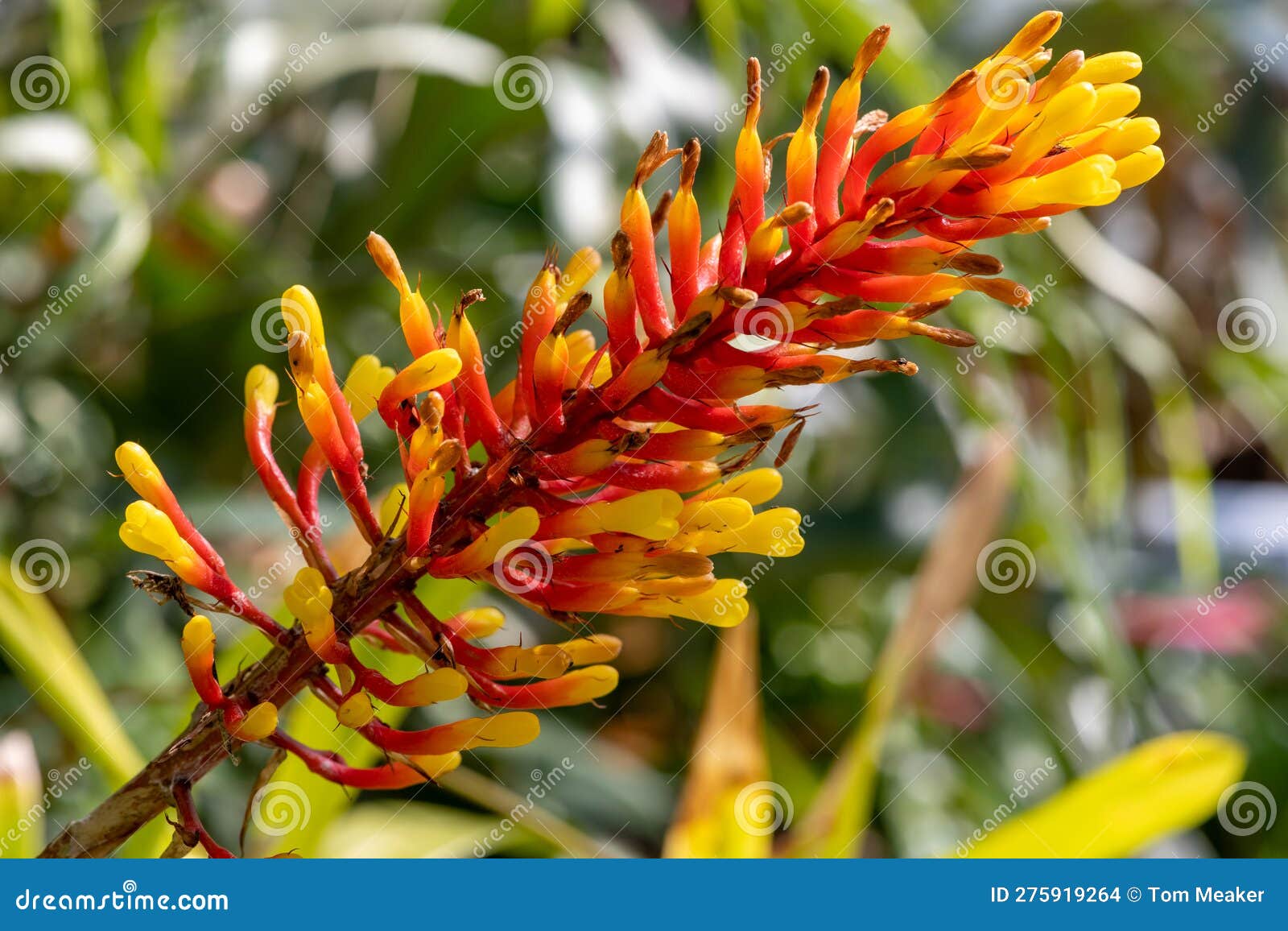 Aechmea winkleri stock photo. Image of environment, endangered - 275919264