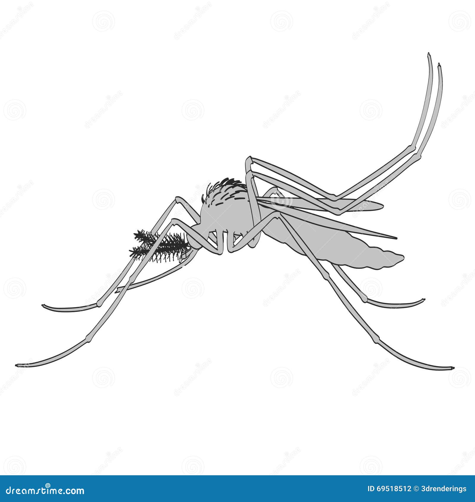 Aedes Aegypti stock illustration. Illustration of fasciatus - 69518512
