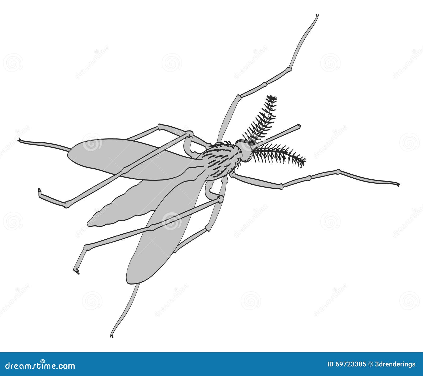 Aedes Aegypti stock illustration. Illustration of toon - 69723385