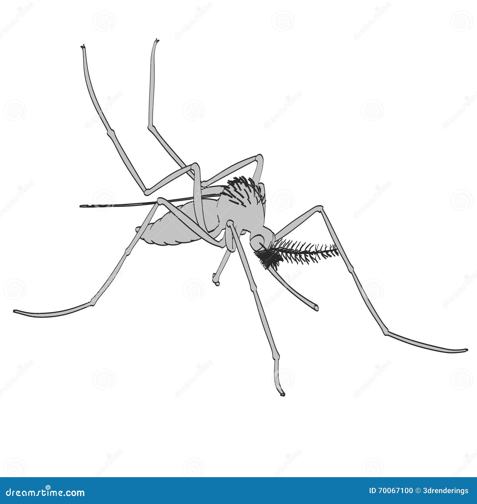 Aedes Aegypti stock illustration. Illustration of bancrofti - 70067100