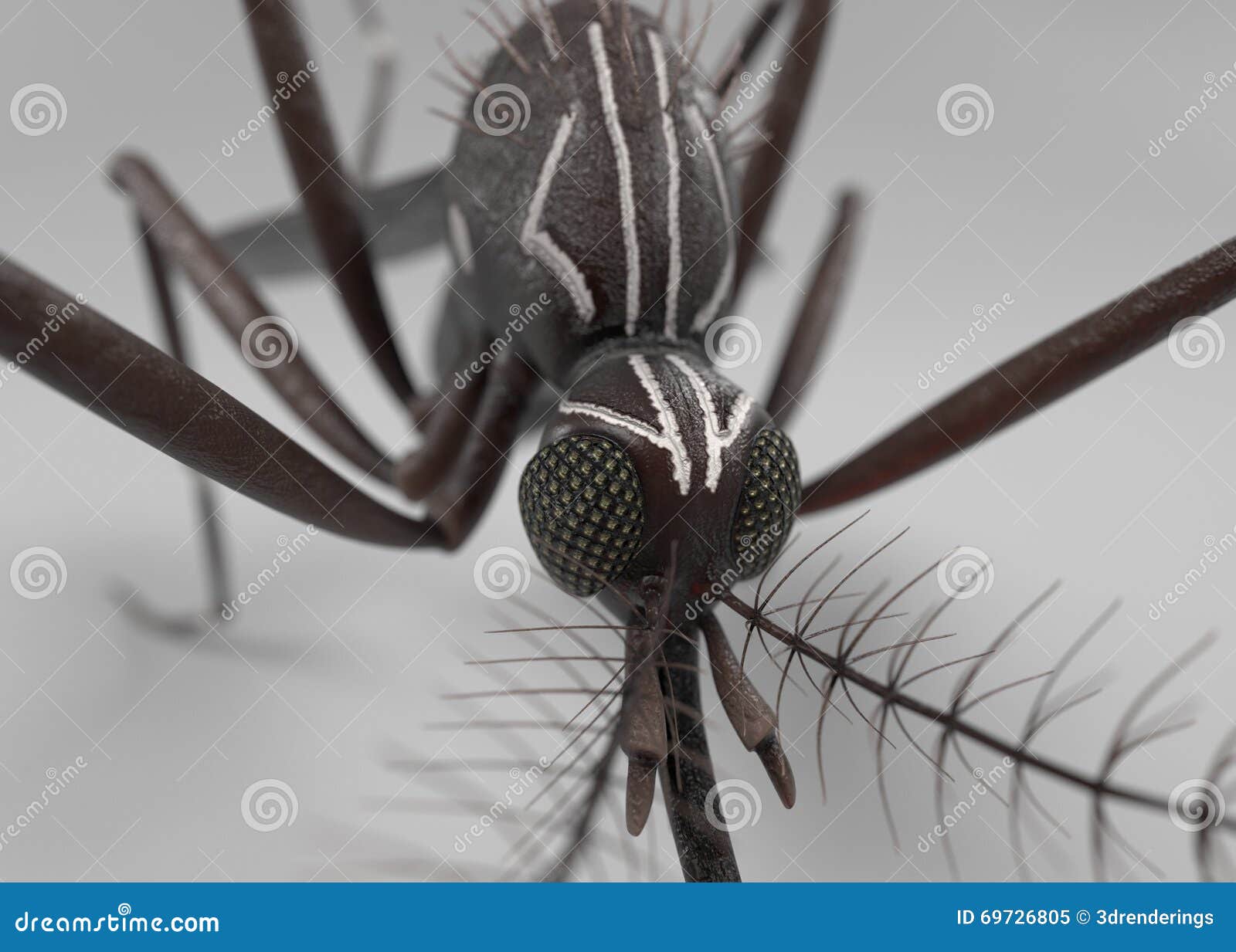 Aedes Aegypti stock illustration. Illustration of tropical - 69726805