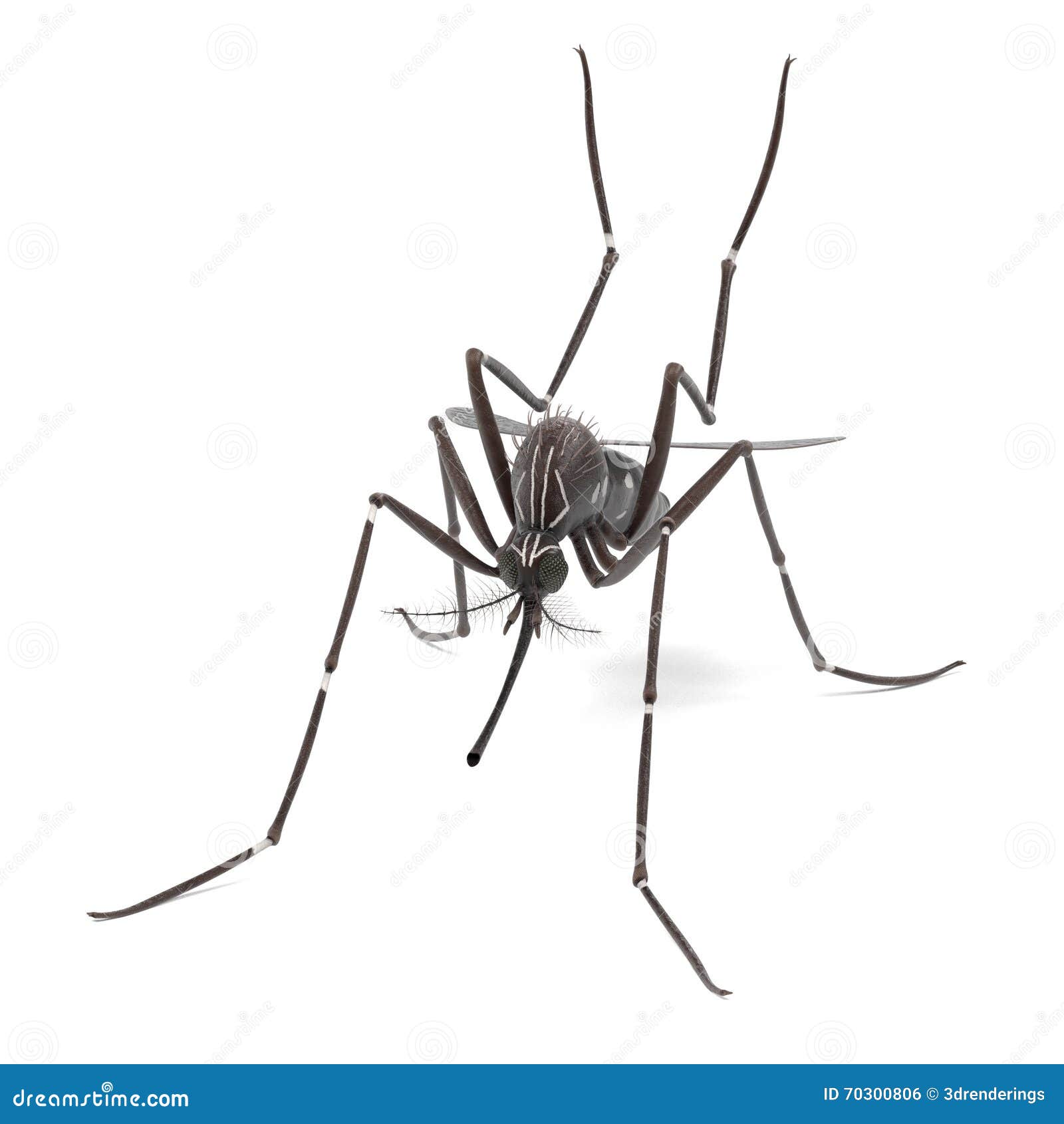 Aedes Aegypti Illustration | CartoonDealer.com #70521488