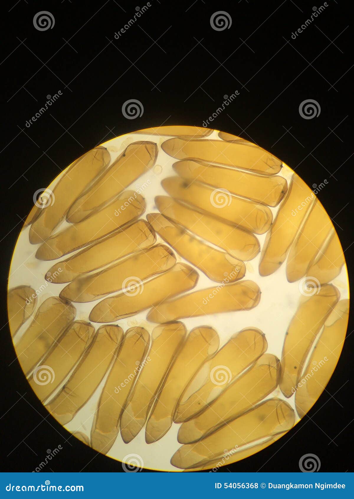 Culex spp. Egg stock photo. Image of looking, culex, mosquito - 54056368