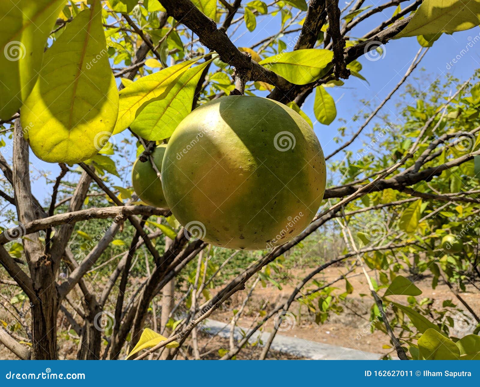 Aegle Marmelos or Bael Fruit on the Tree Stock Image - Image of green ...