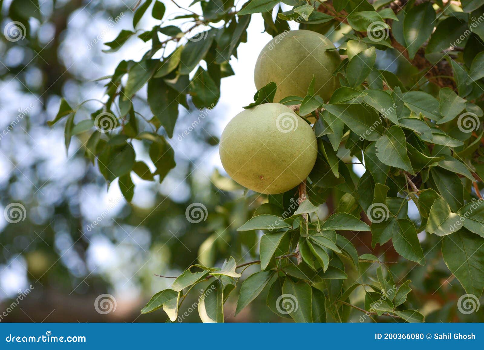 Indian Bael Texture Stock Image | CartoonDealer.com #143562289