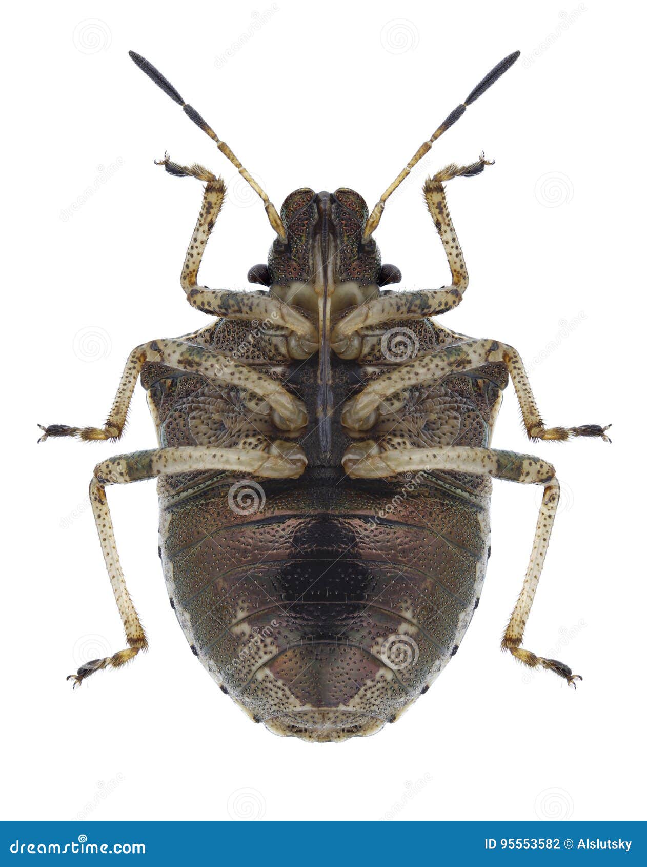 Aeneus De Eysarcoris Do Erro Foto de Stock - Imagem de nave, wildlife ...