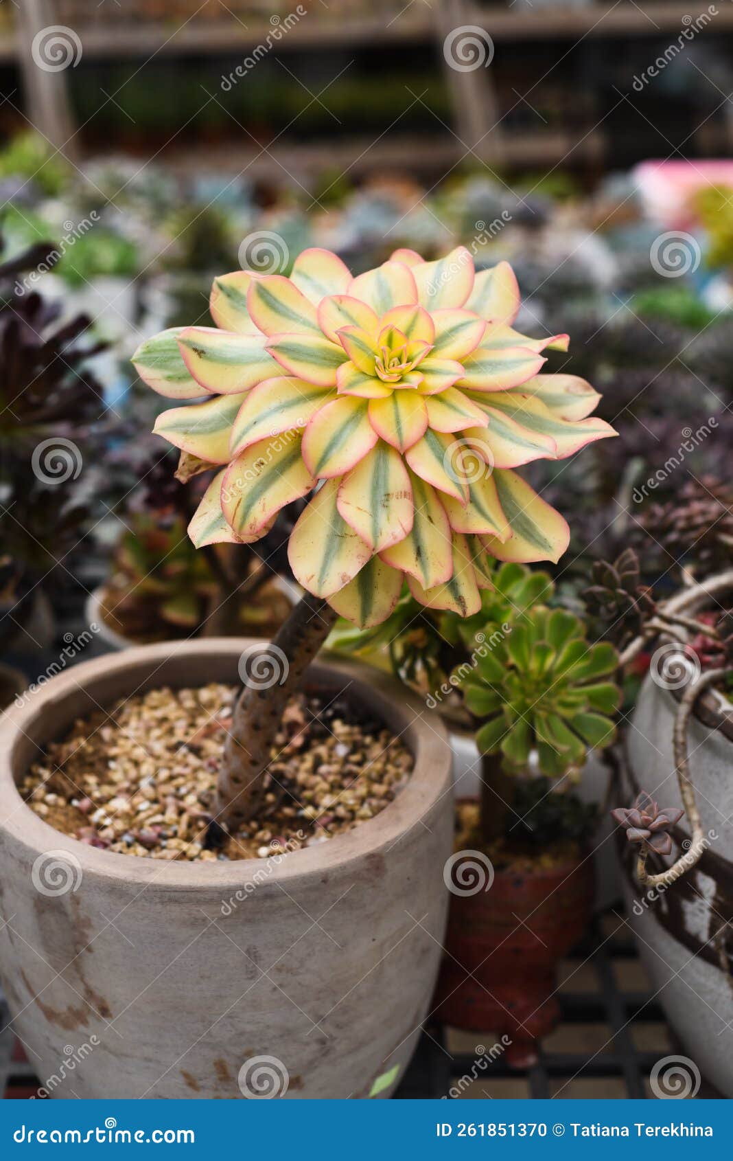 Aeonium Davidbramwellii Sunburst Flower Succulent in Pot Stock Photo ...