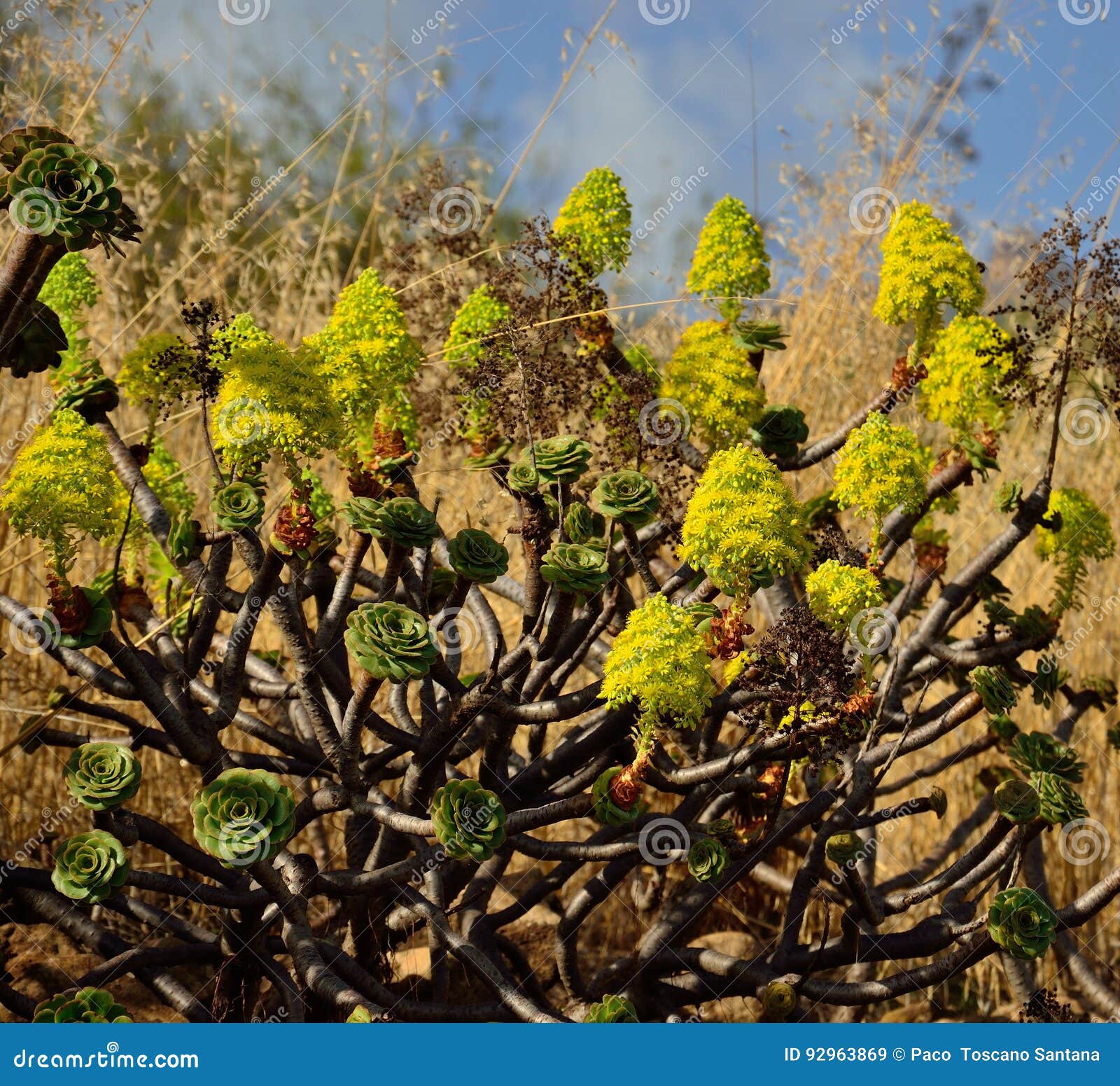 Aeonium in full bloom stock image. Image of blooming - 92963869