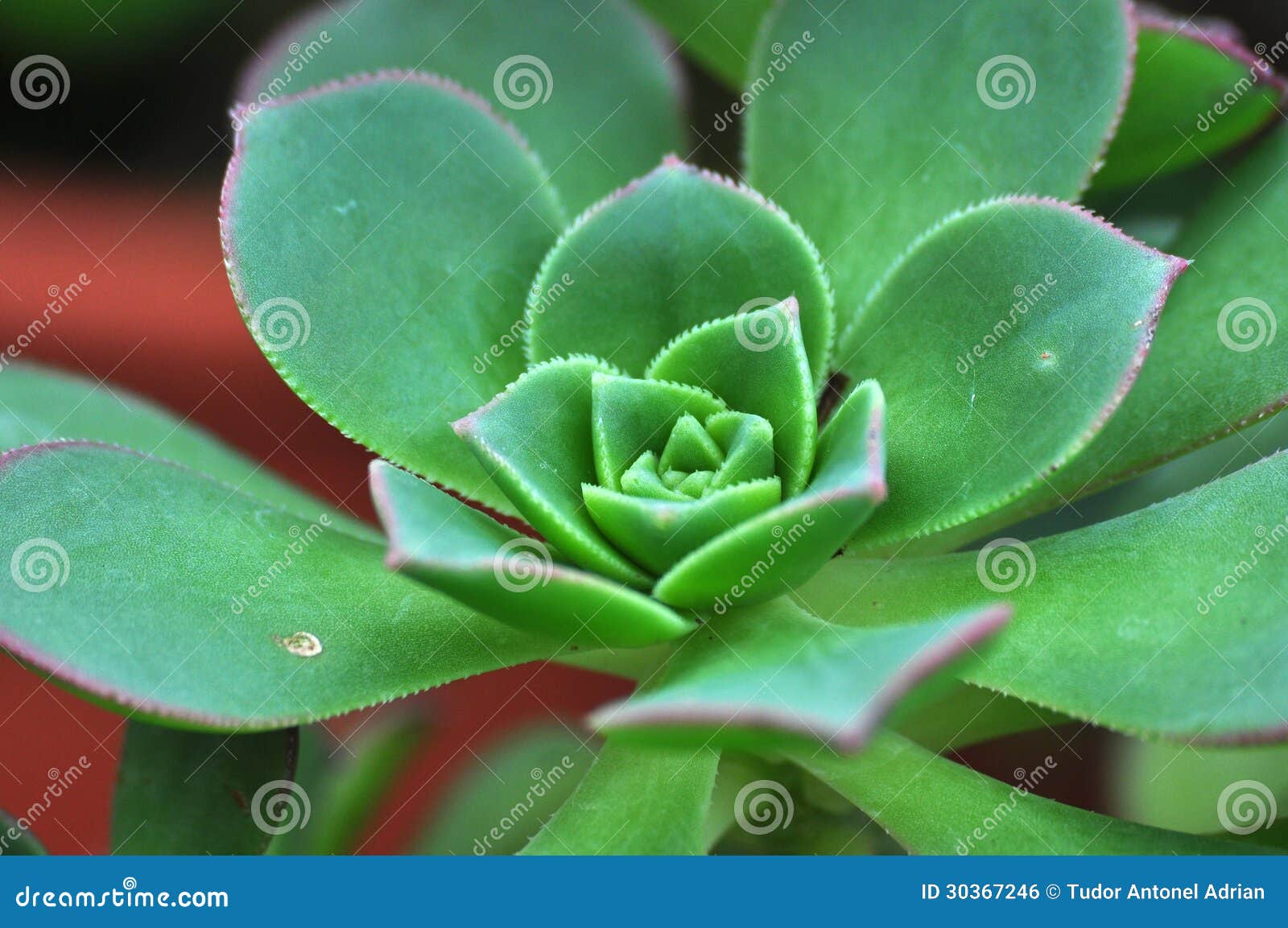 Aeonium species stock photo. Image of exotic, botany - 30367246