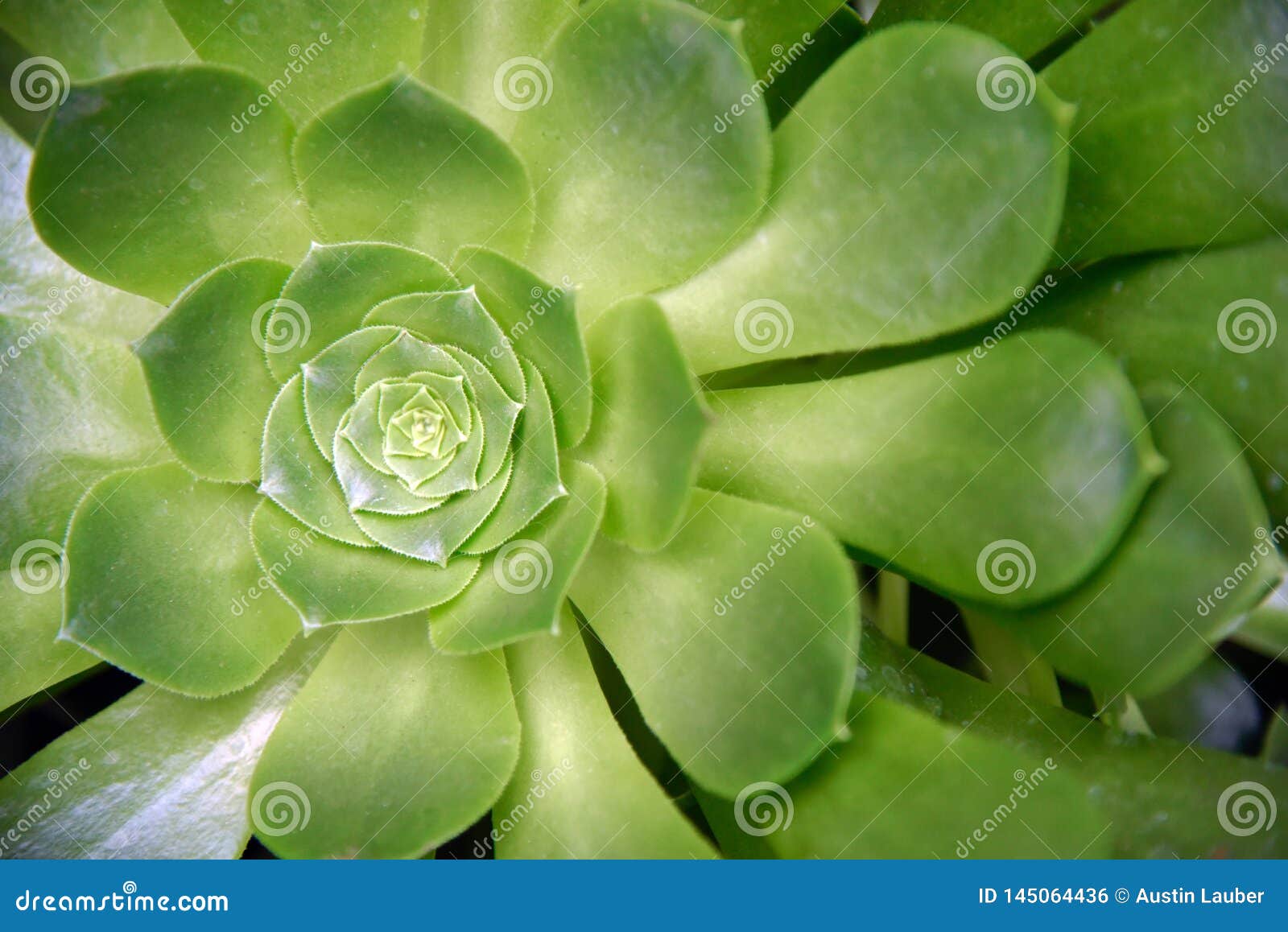 Aeonium Succulent Off Center Stock Photo - Image of green, natural ...