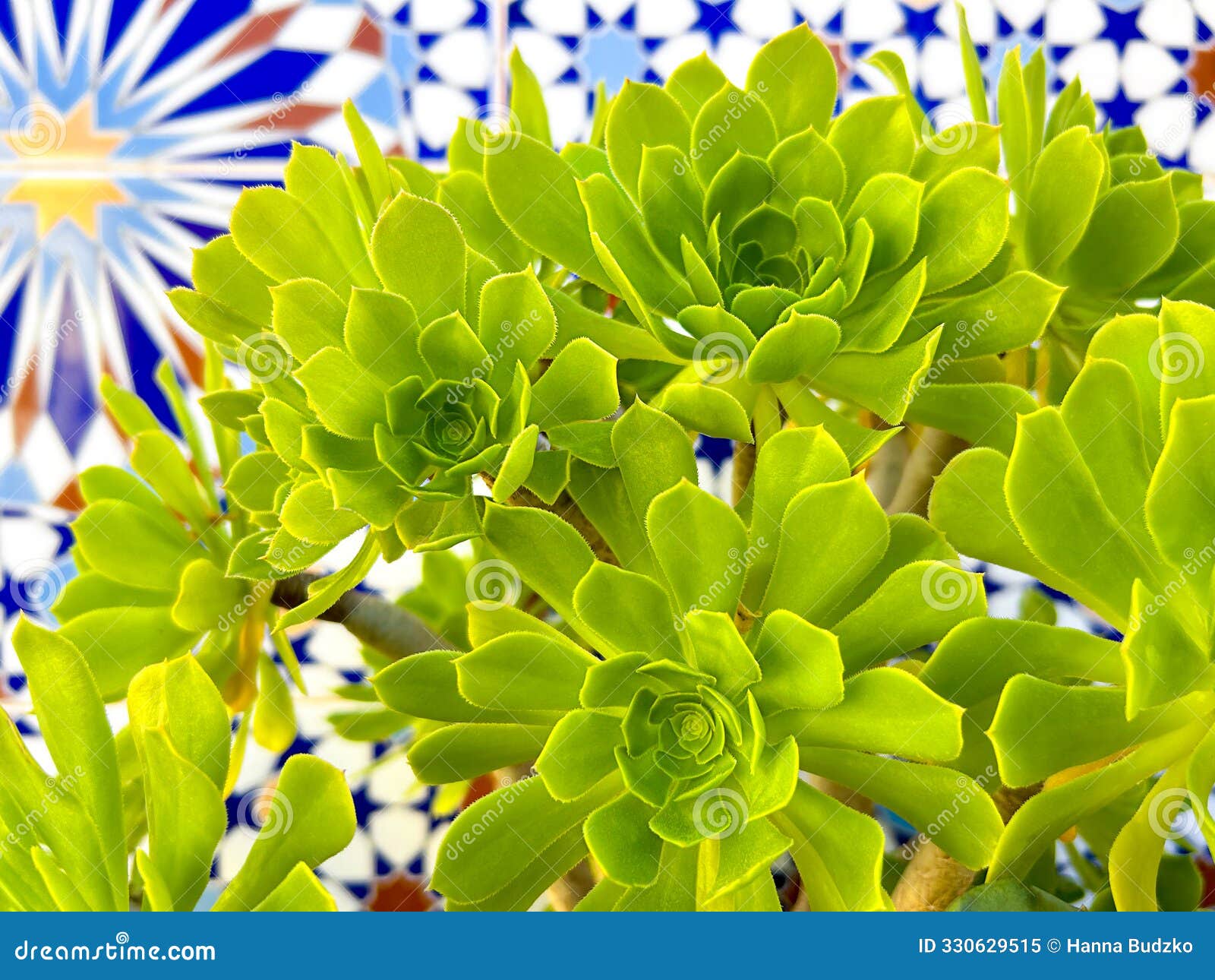 Aeonium on a Tile Background, Flower Background Stock Image - Image of ...