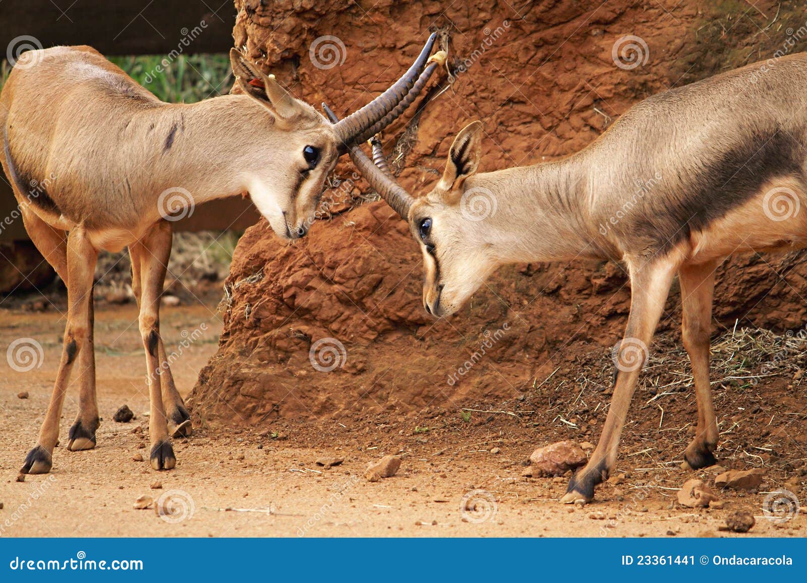 Aepyceros melampus stock image. Image of exemplary, africa - 23361441