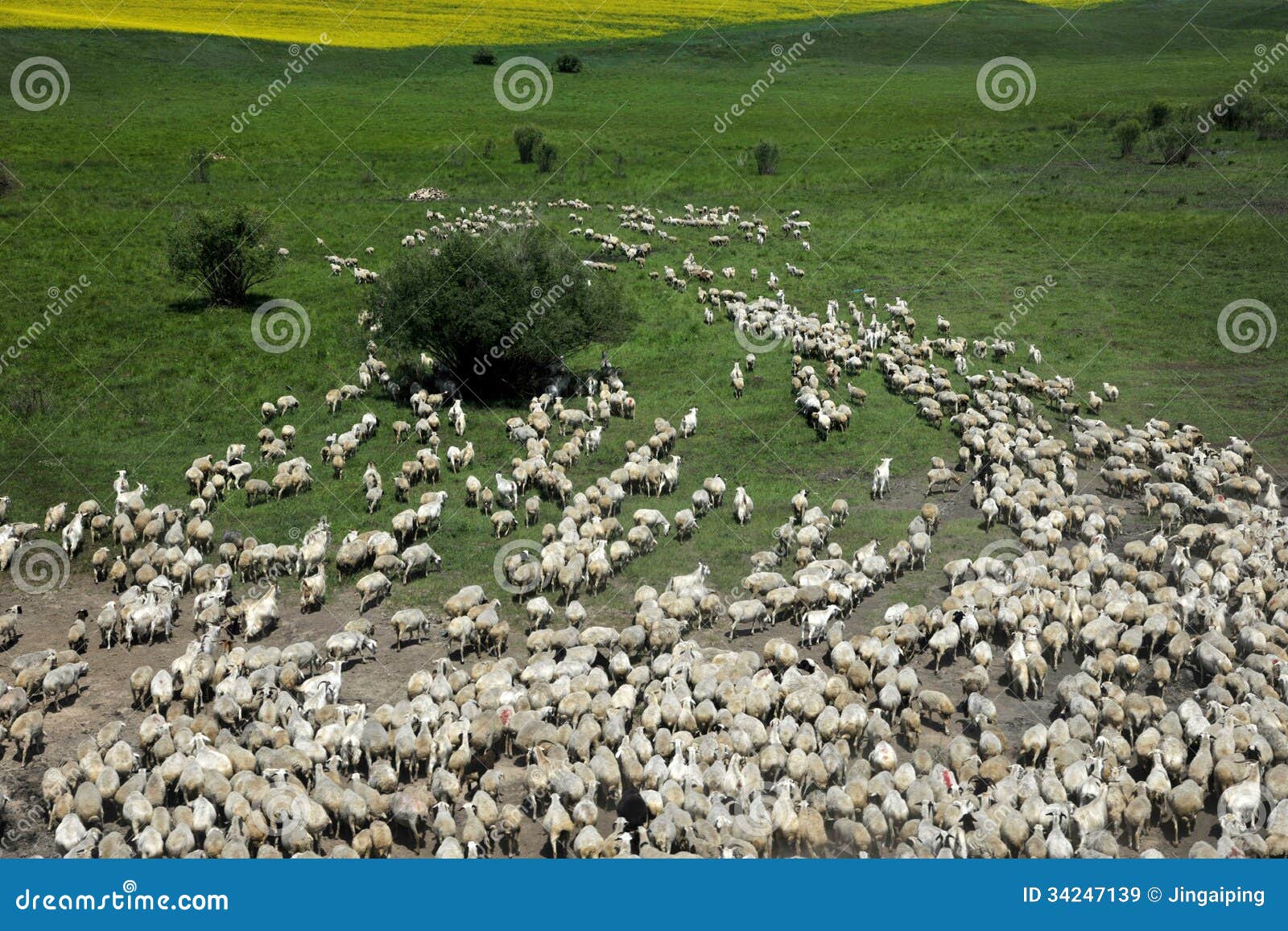 Aer Flocks and Herds on the Prairie Stock Image - Image of meadow ...