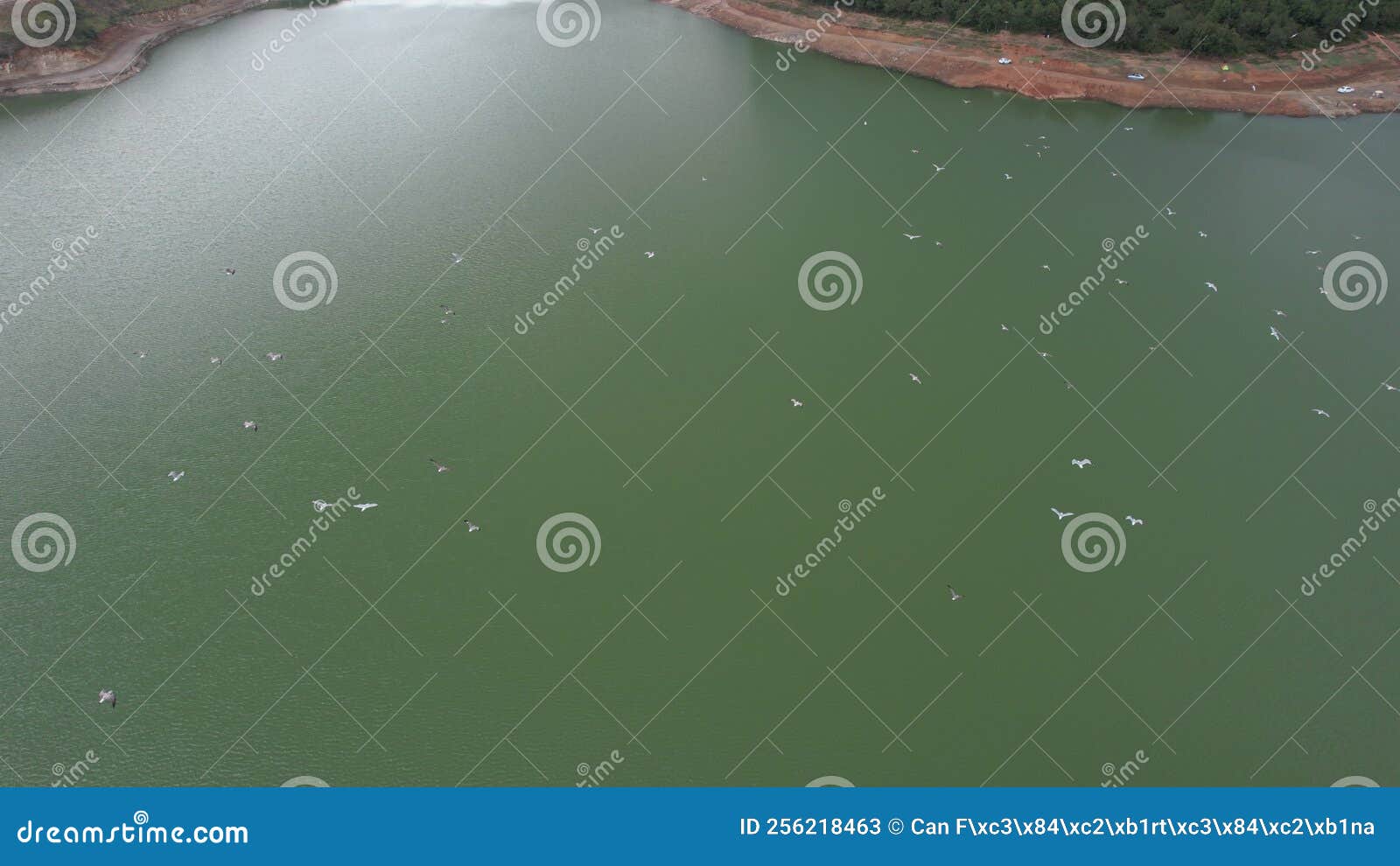 Aerial Birds Flying on Lake Stock Video - Video of birds, colorful ...