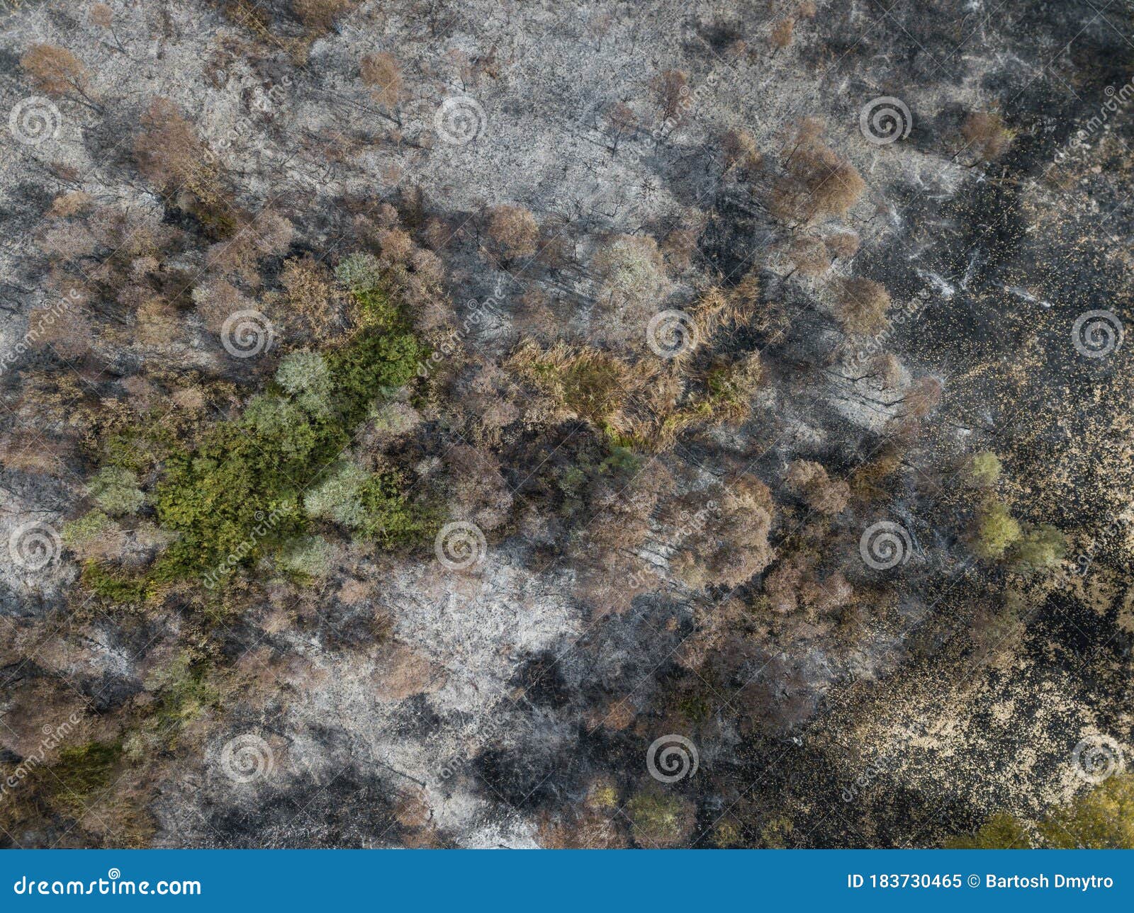 Aerial Burnt Out Tree Remnants of a Forest Fire Stock Image - Image of ...