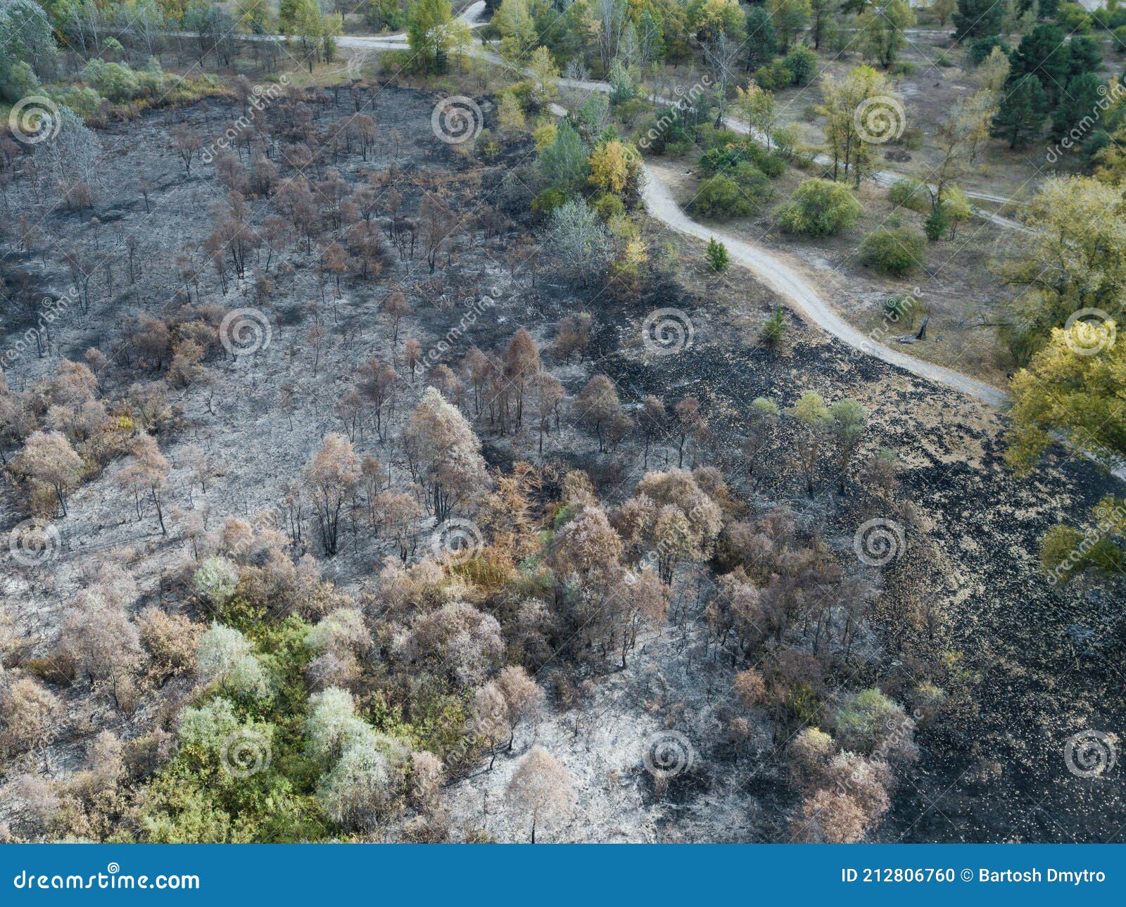 Aerial Burnt Out Tree Remnants of a Forest Fire Stock Photo - Image of ...