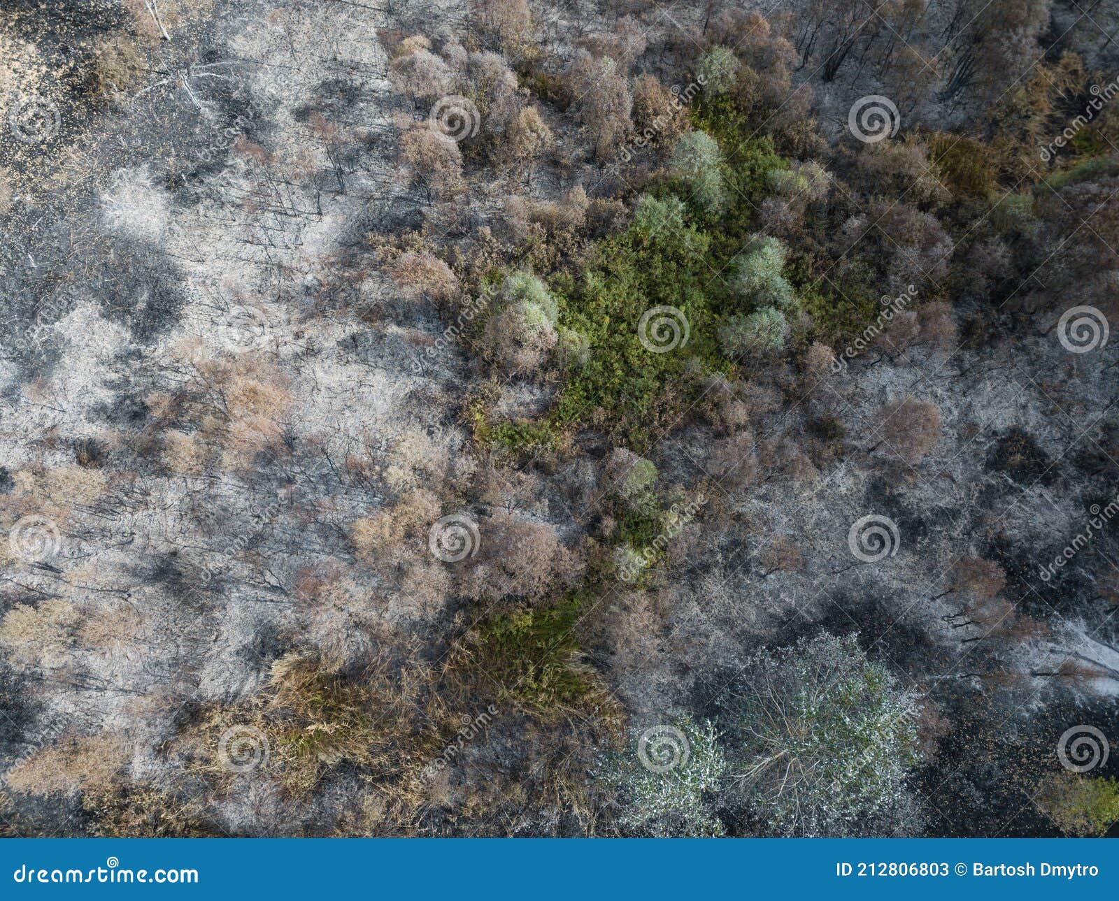 Aerial Burnt Out Tree Remnants of a Forest Fire Stock Image - Image of ...