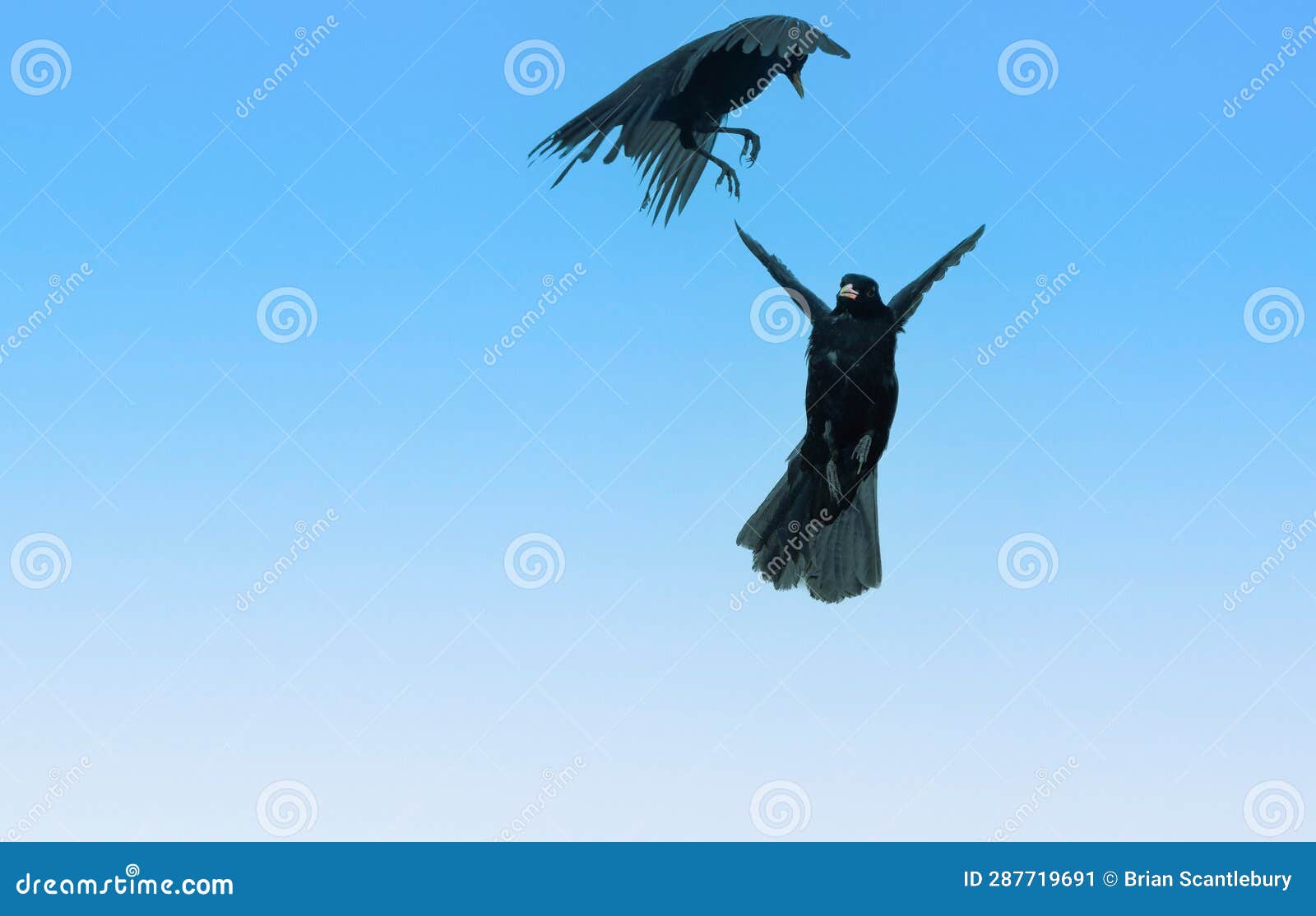 Aerial Combat, Two Black Bird Fighting Stock Image - Image of copy ...