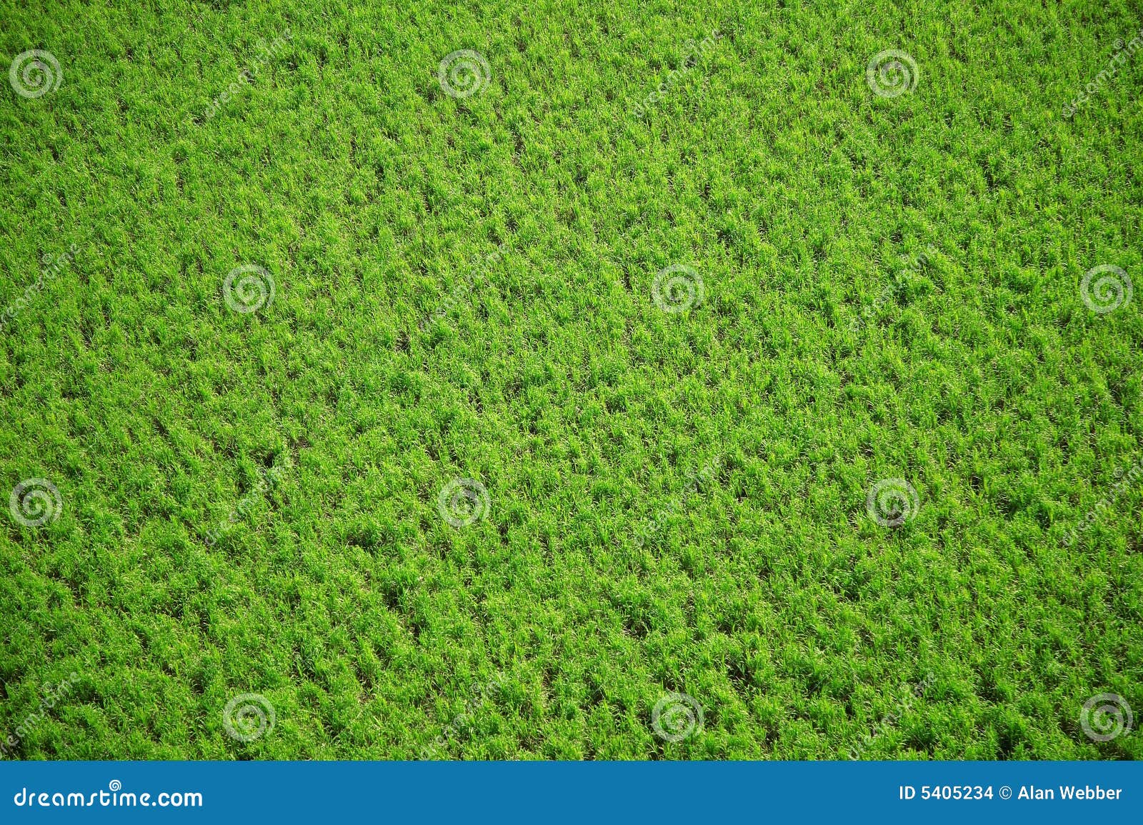 Aerial crops stock photo. Image of texture, grass, crops - 5405234