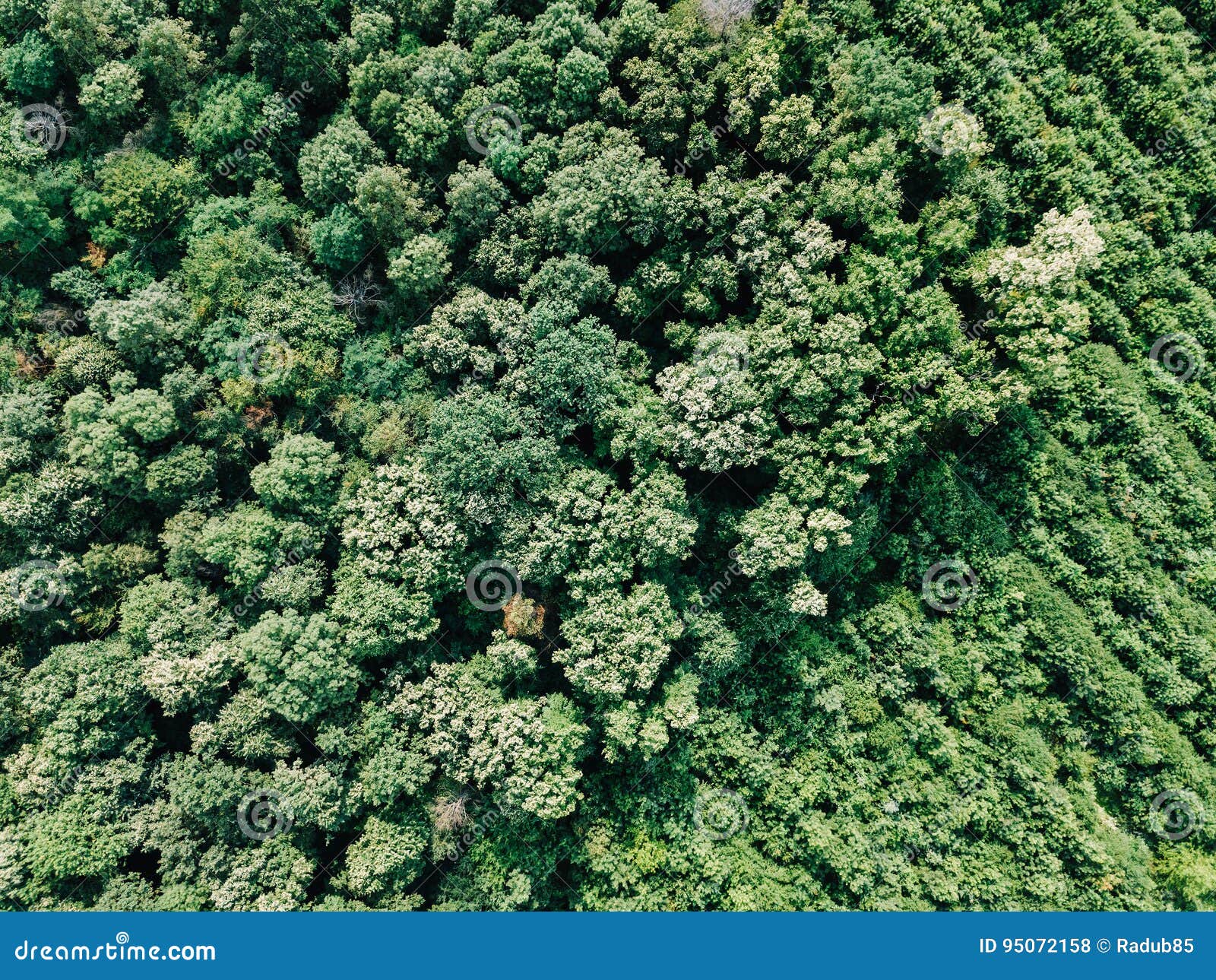 Aerial Drone Flyover View of Large Green Forest Stock Photo - Image of ...
